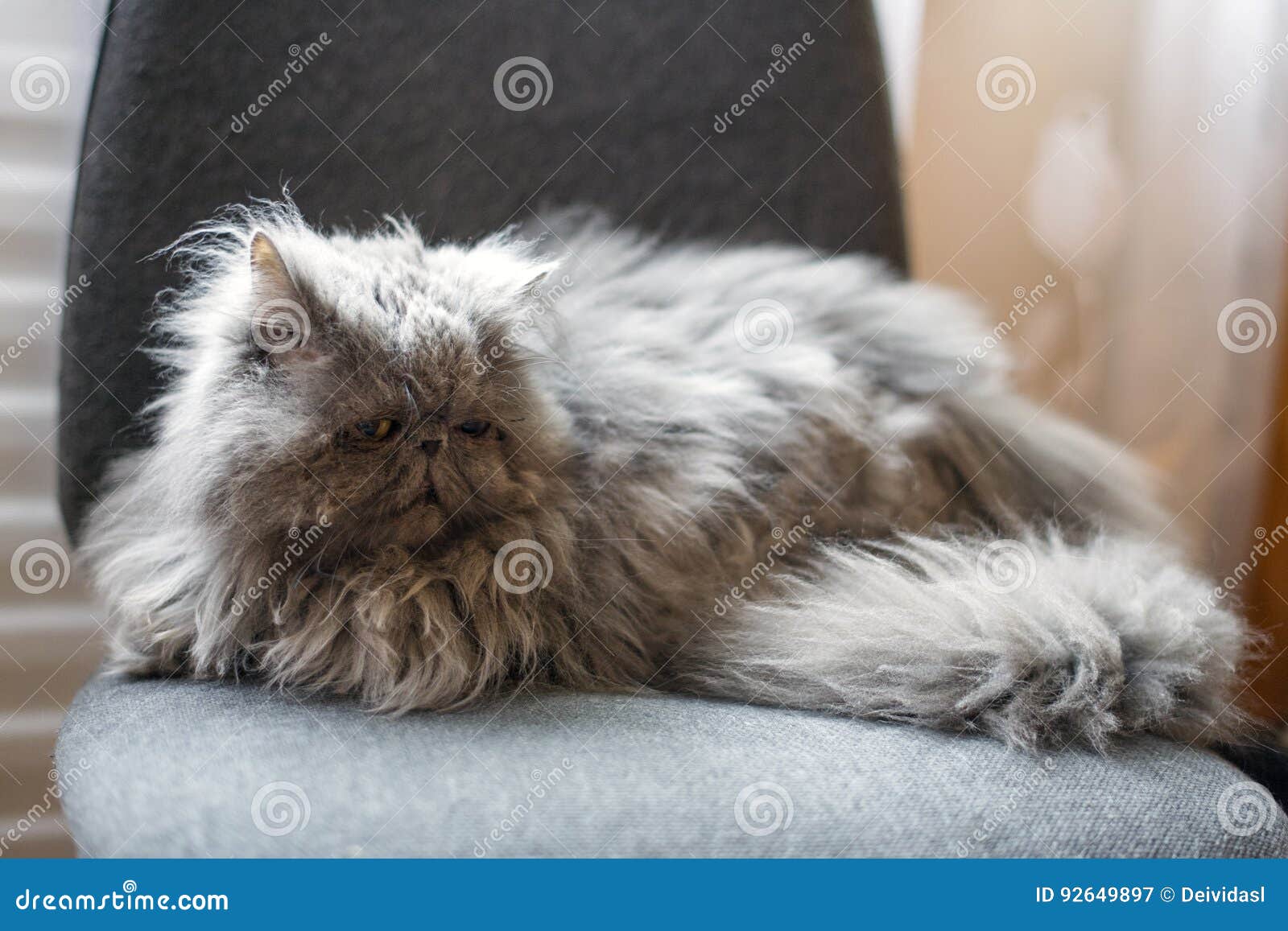 Sad cat stock image. Image of owner, play, instinct, funny - 92649897