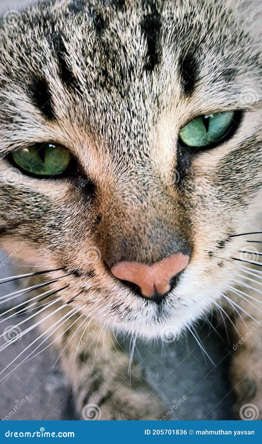 Sad cat stock photo. Image of wildcat, mammal, skin - 205701836