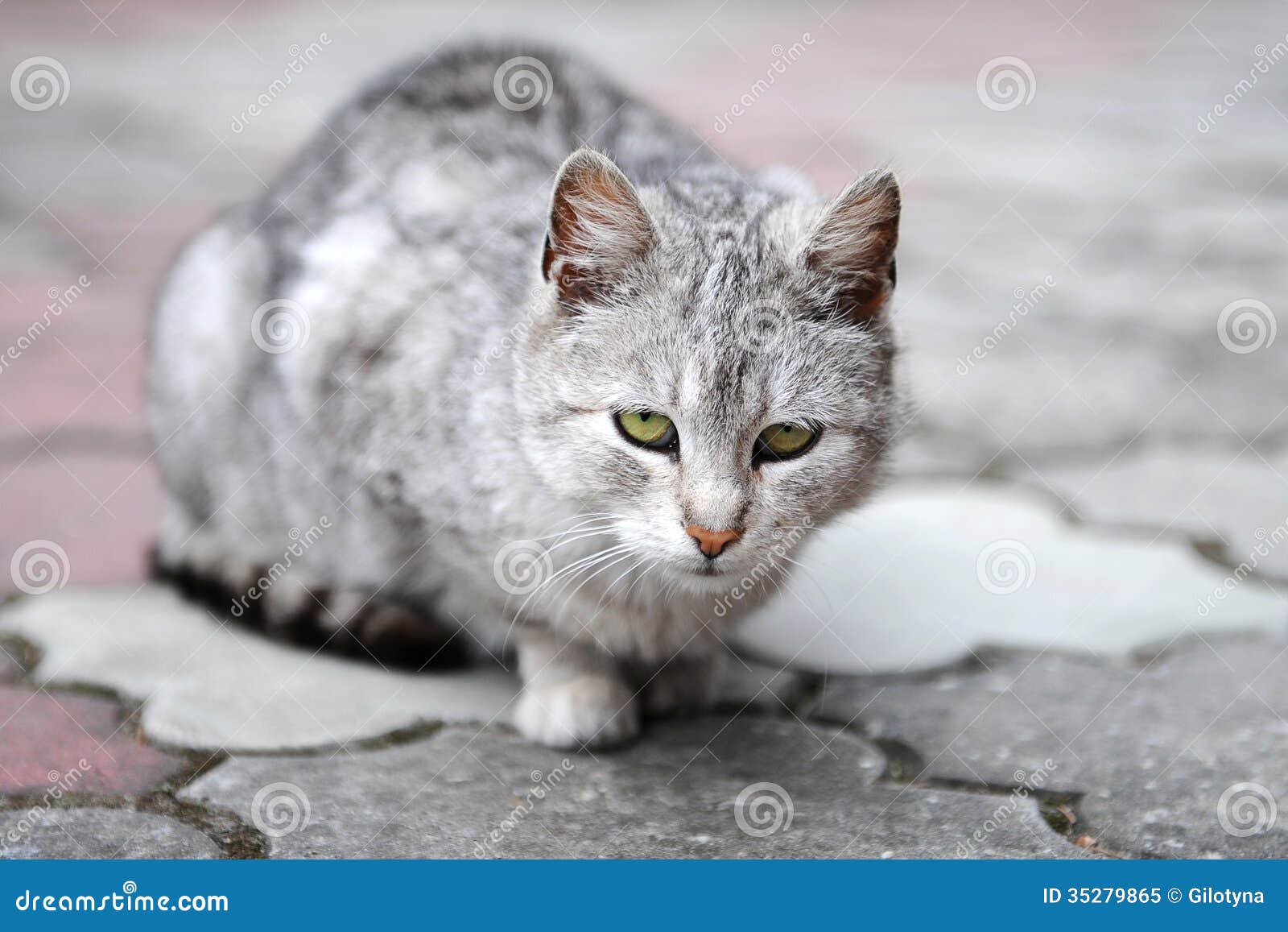 Sad cat stock image. Image of little, sweet, animal, white - 35279865