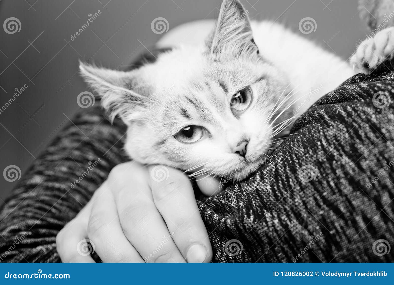 Sad Cat. Cat in Hands of Man Stock Photo - Image of human, blue: 120826002