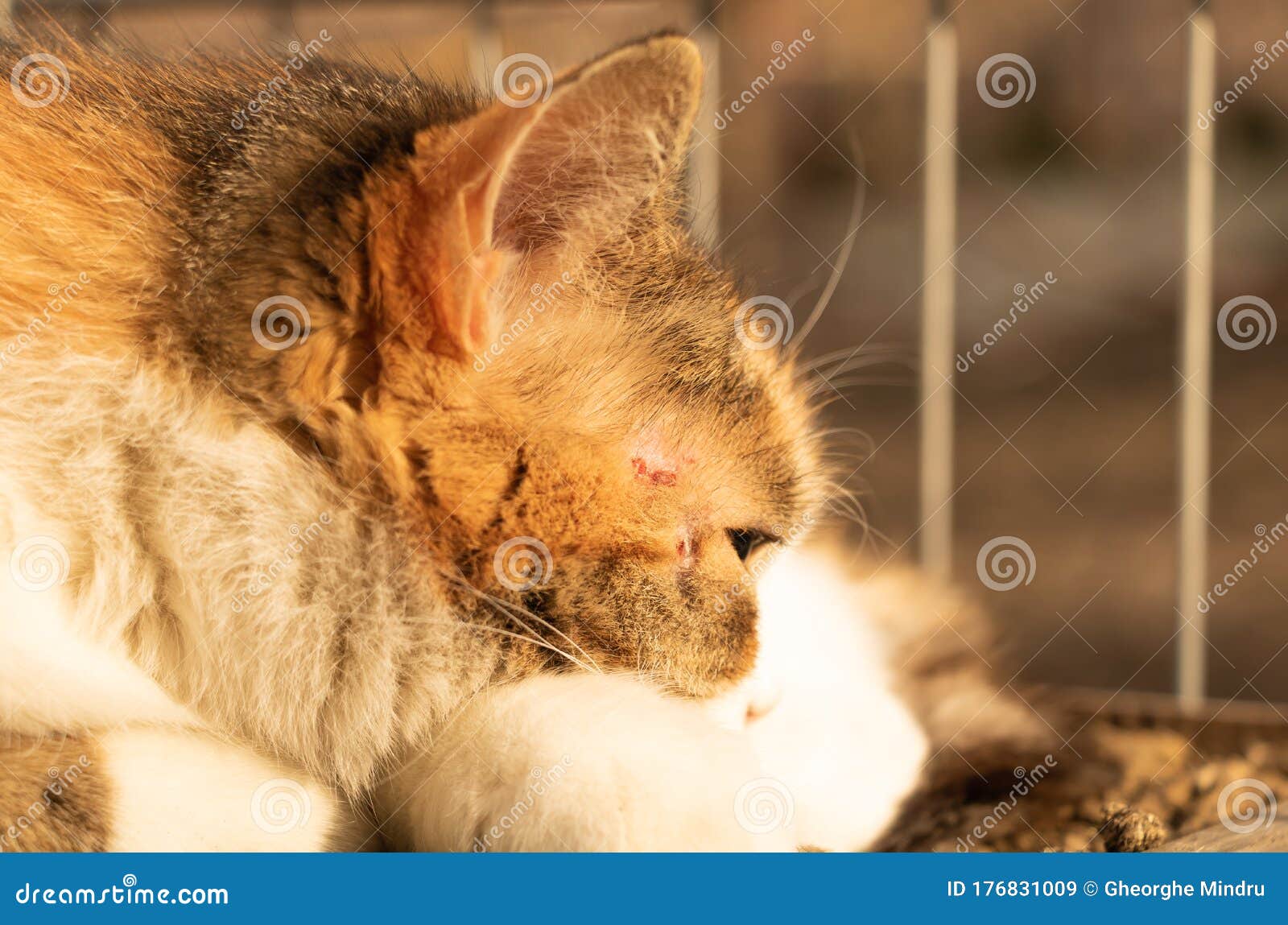 Sad Cat is Injured in the Head Stock Image - Image of safety, cute ...