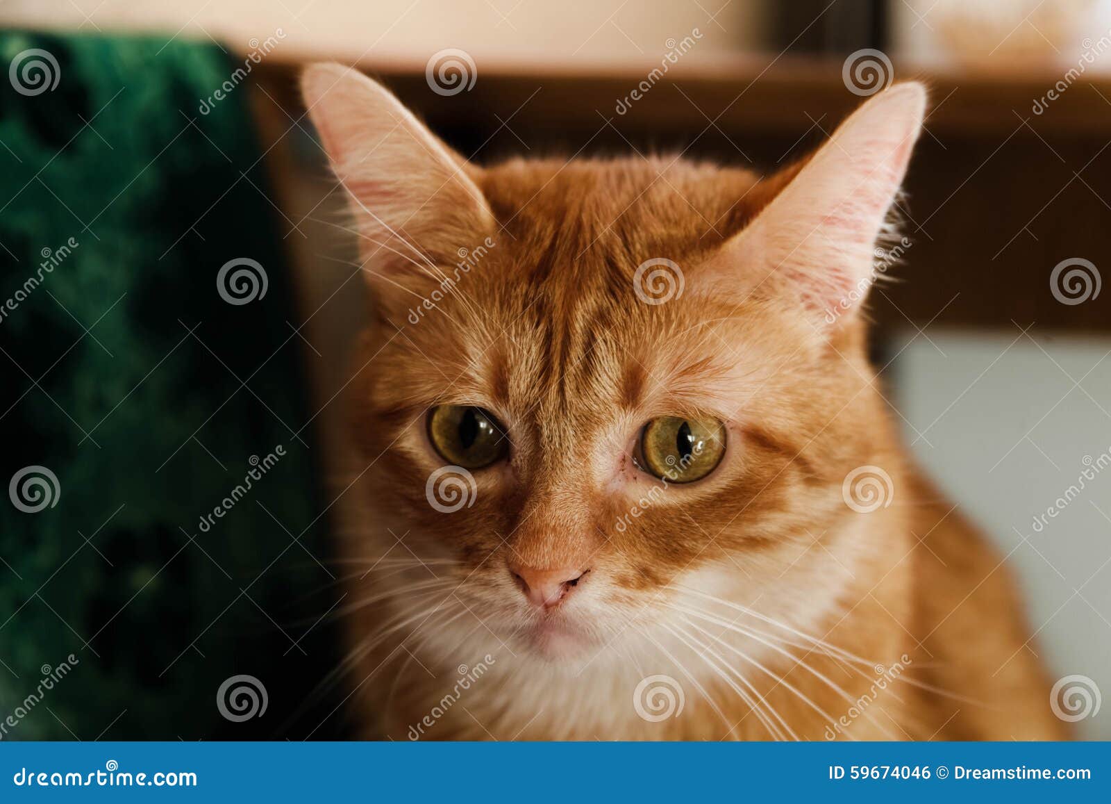 Sad cat stock photo. Image of kitty, place, looks, young - 59674046