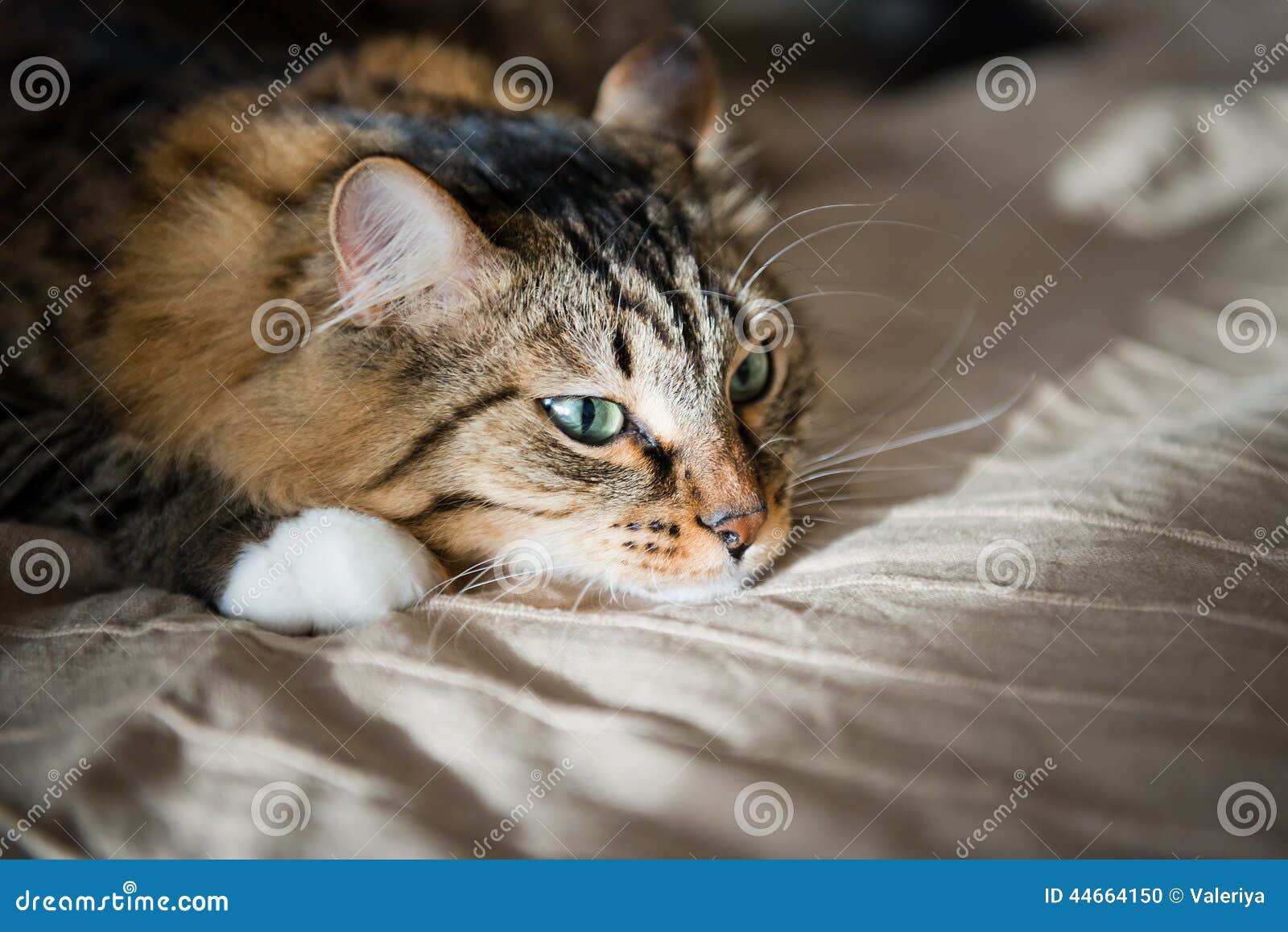 Sad cat stock photo. Image of kitten, cute, beautiful - 44664150