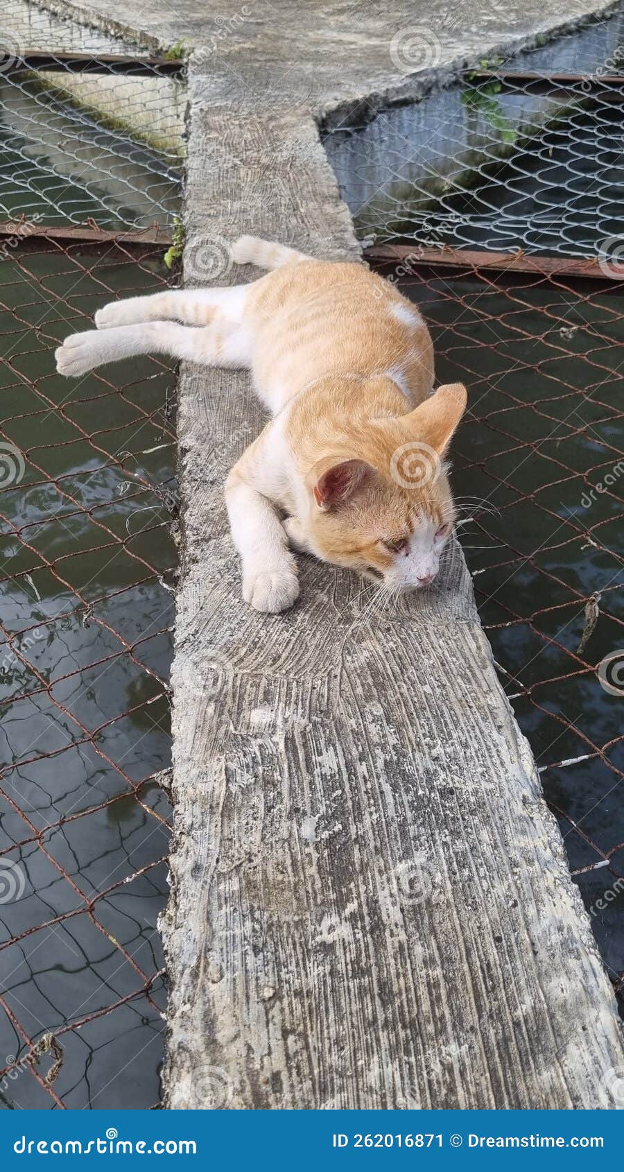Sad Cat at the Pool Watching Fish Stock Image - Image of watching, pool ...