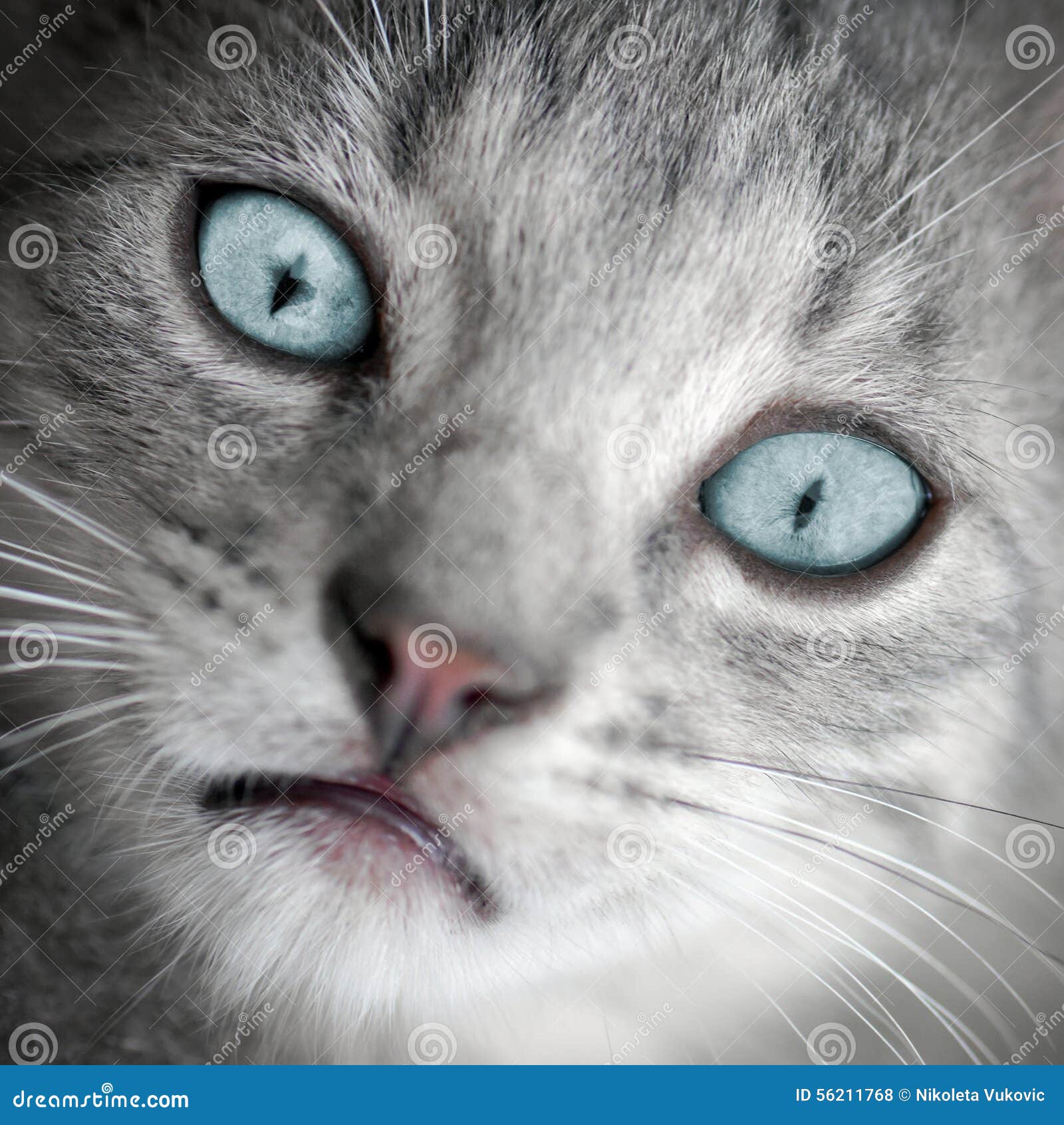 Sad cat stock photo. Image of portrait, mammal, eyes - 56211768