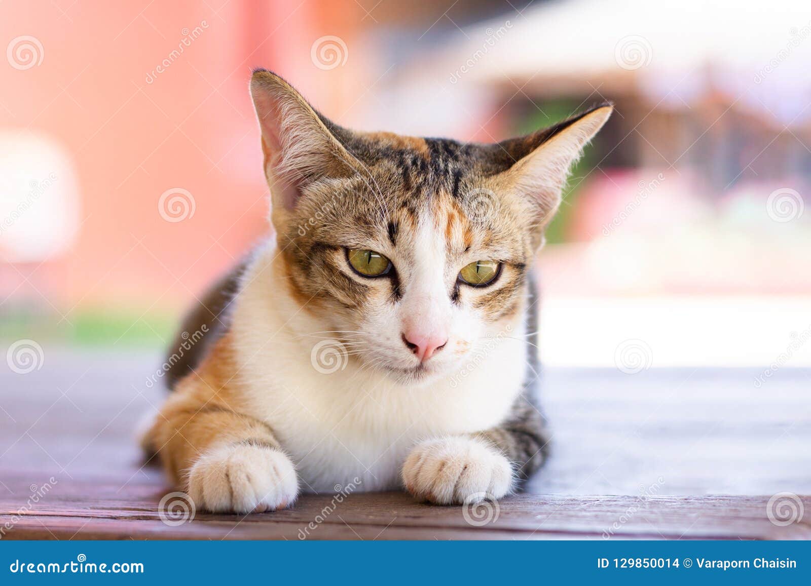 Sad cat stock photo. Image of beautiful, happy, breed - 129850014