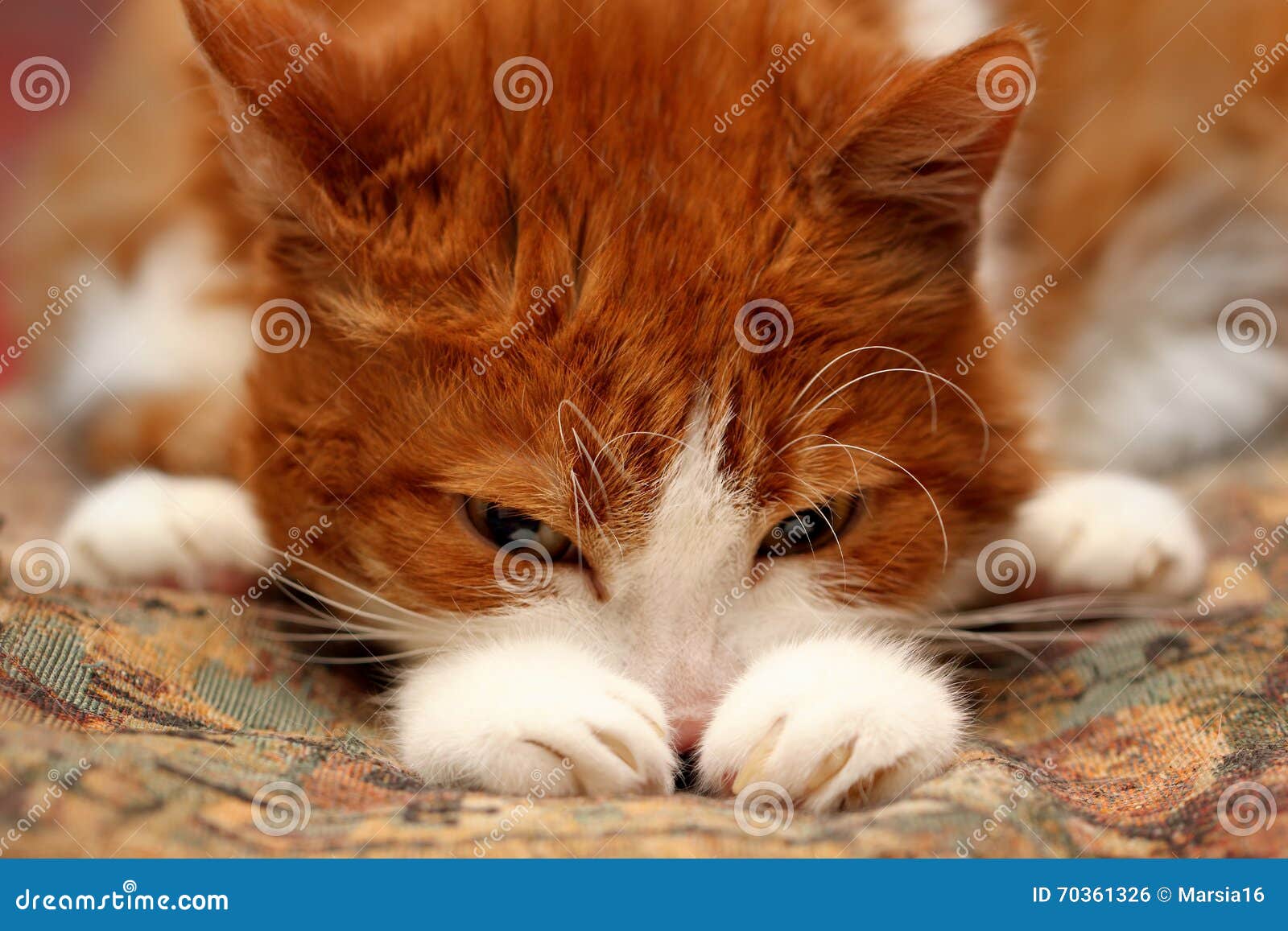 Cute Sad Cat stock photo. Image of cruelty, looking, expression - 70361326