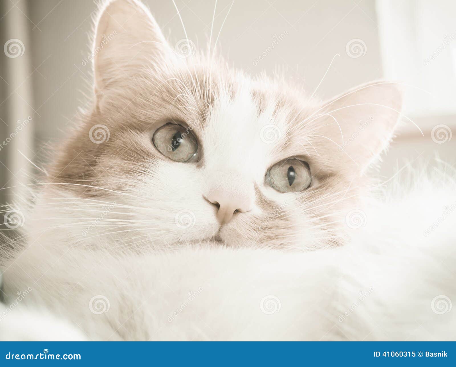 Sad cat stock image. Image of despair, homeless, animal - 41060315