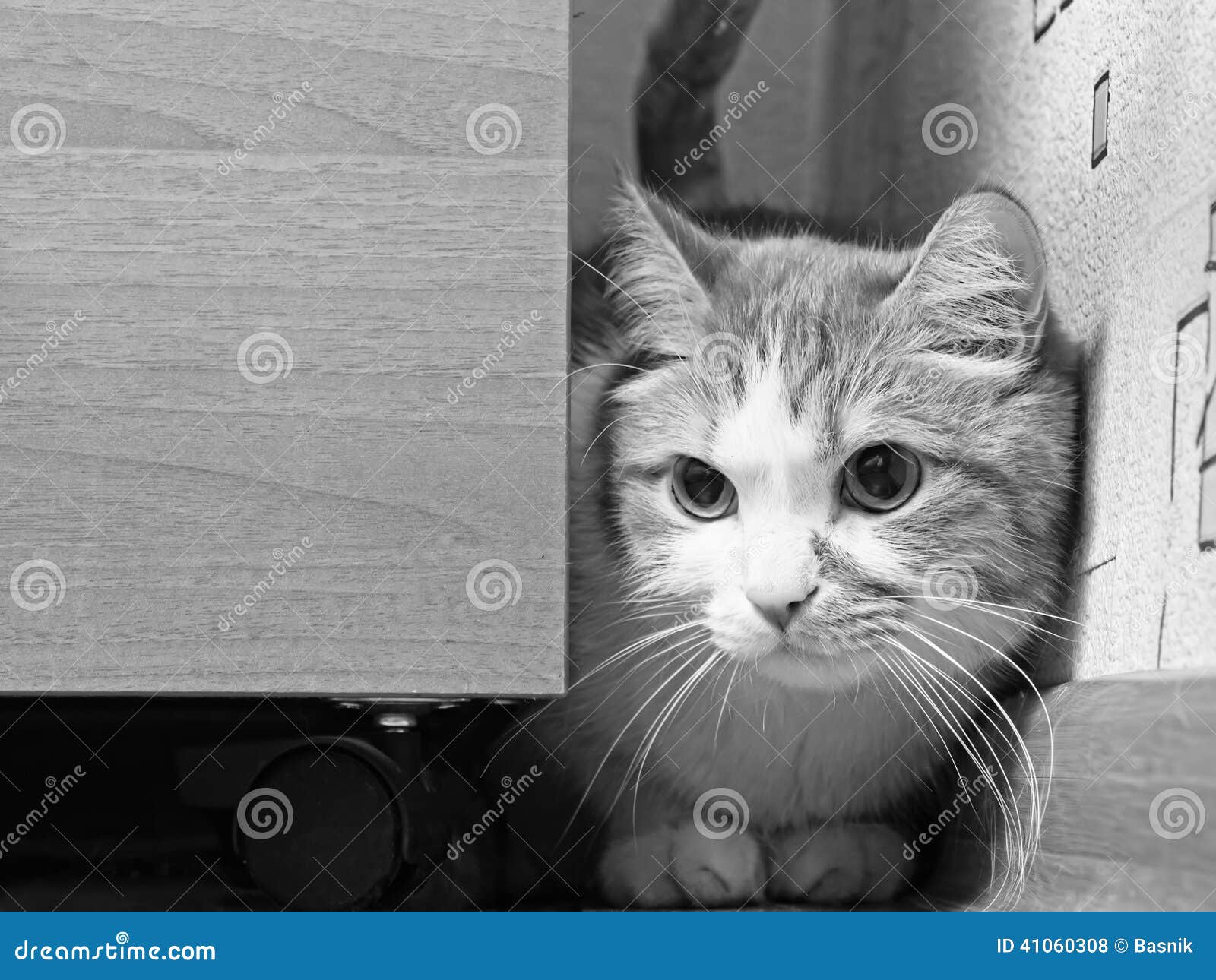 Sad cat stock photo. Image of cute, humane, despair, looking - 41060308