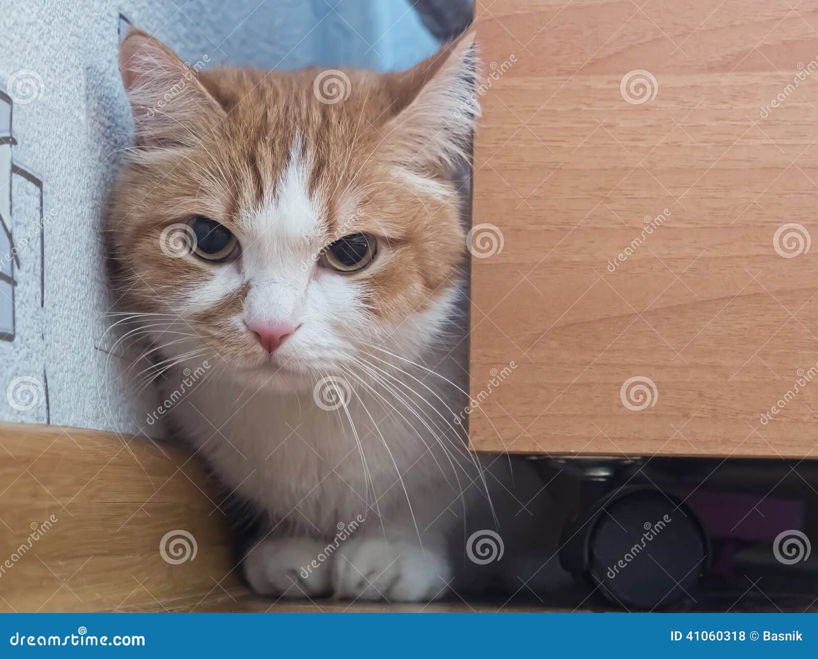 Sad cat stock photo. Image of animal, eyes, domestic - 41060318