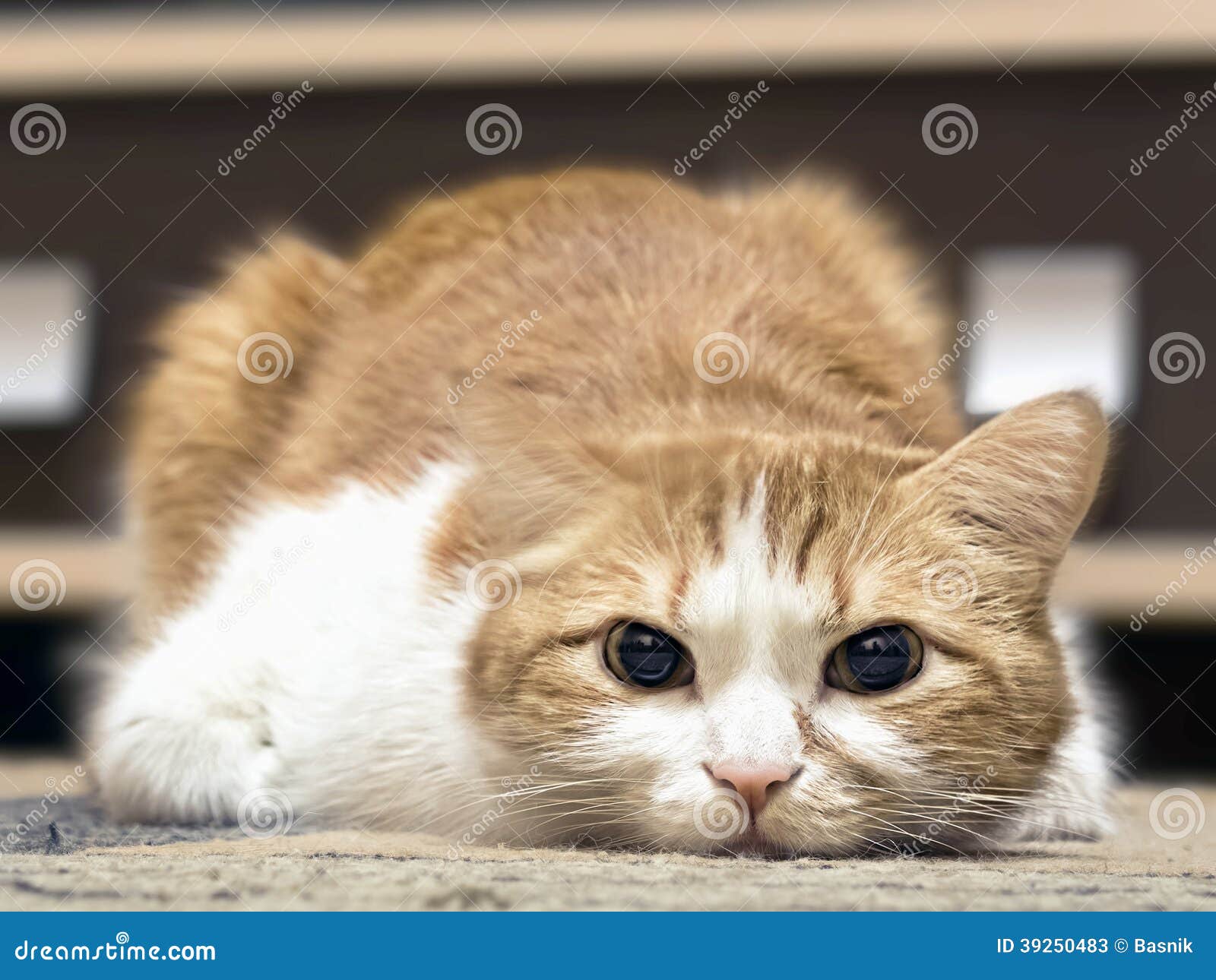 Sad cat stock image. Image of awaiting, cute, depression - 39250483
