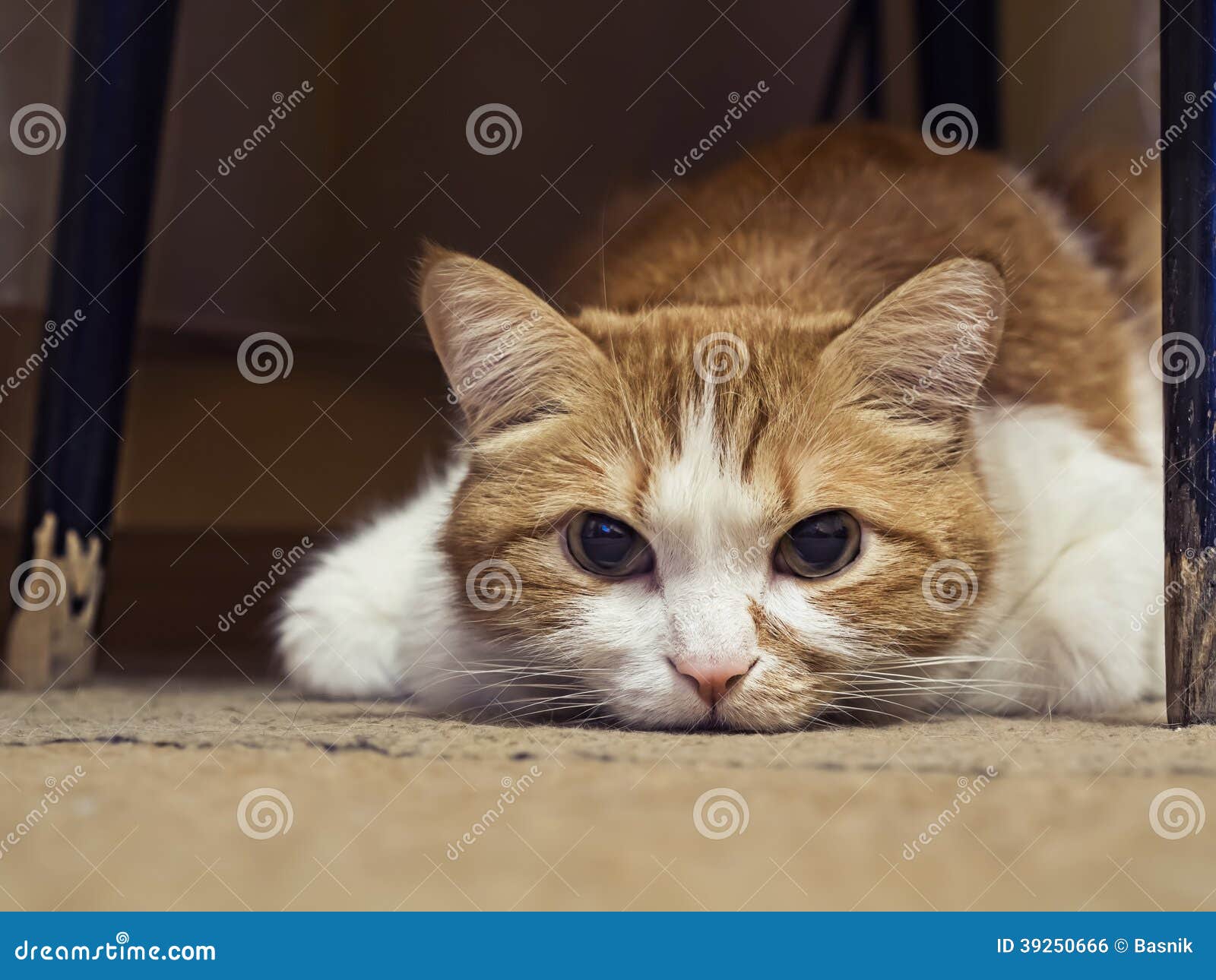 Sad cat stock photo. Image of kitten, nature, cute, liying - 39250666