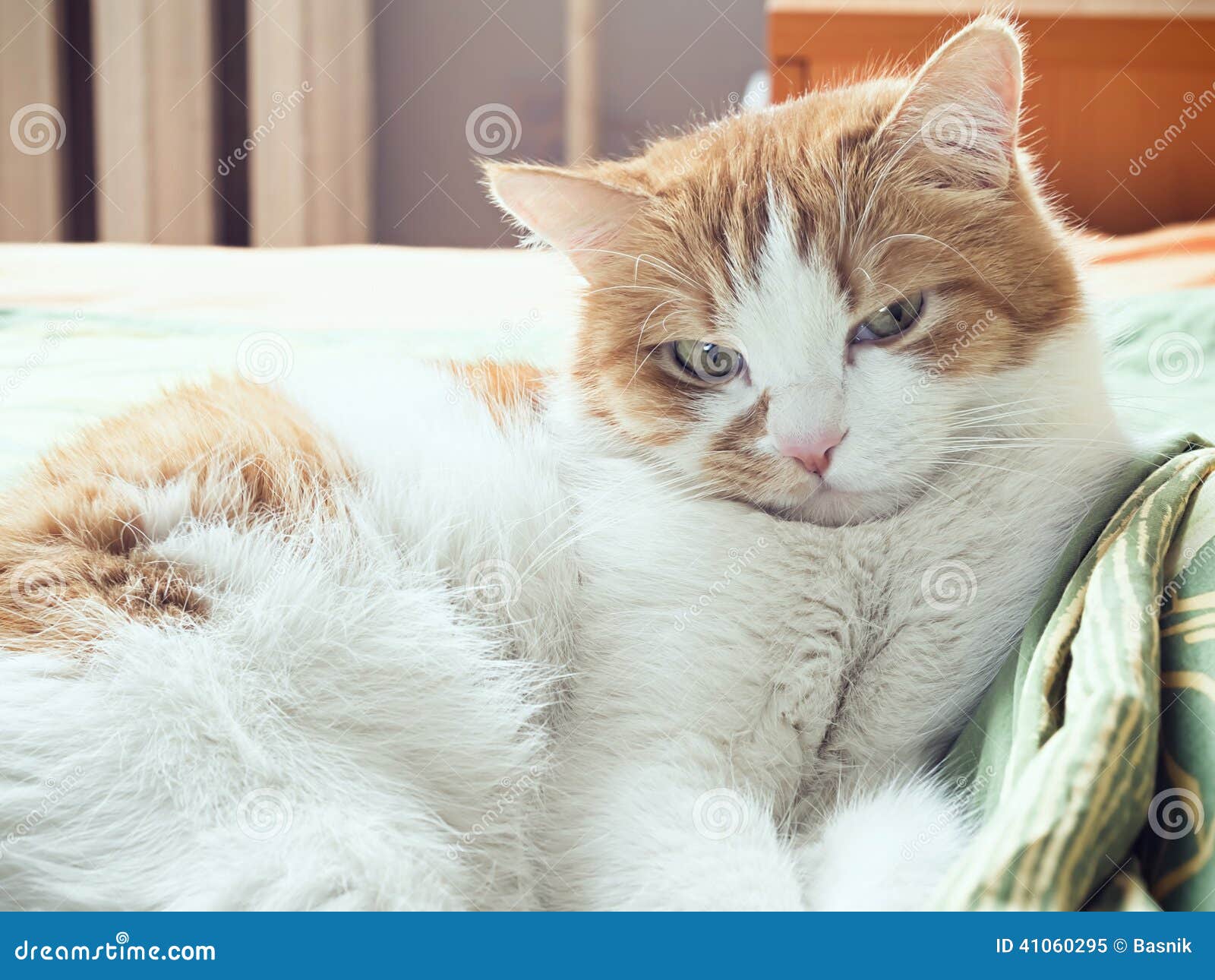 Sad cat stock image. Image of homeless, depression, animals - 41060295