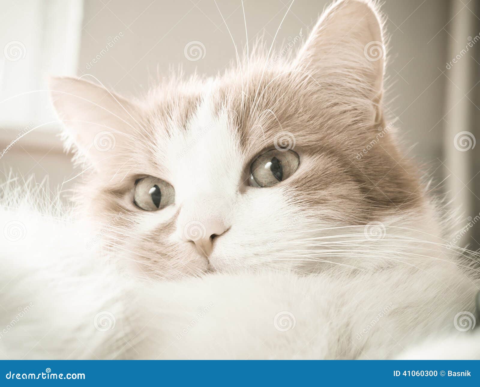Sad cat stock photo. Image of feline, disease, neglect - 41060300