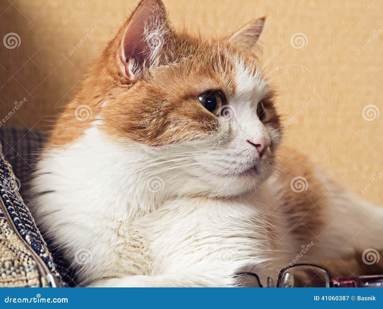 Sad cat stock image. Image of cruelty, depression, cats - 41060387