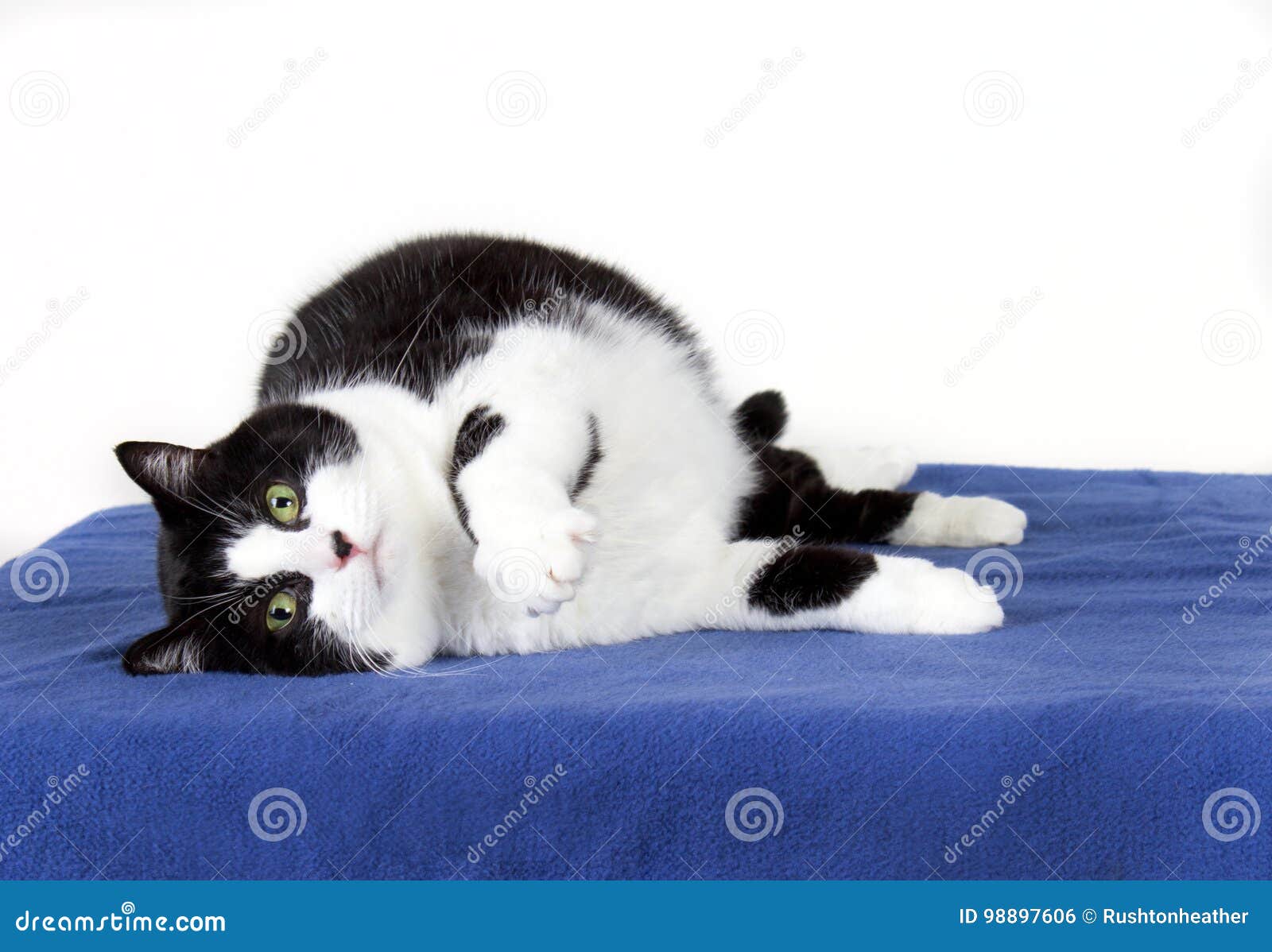 Sad cat reaching with paw stock photo. Image of feline - 98897606