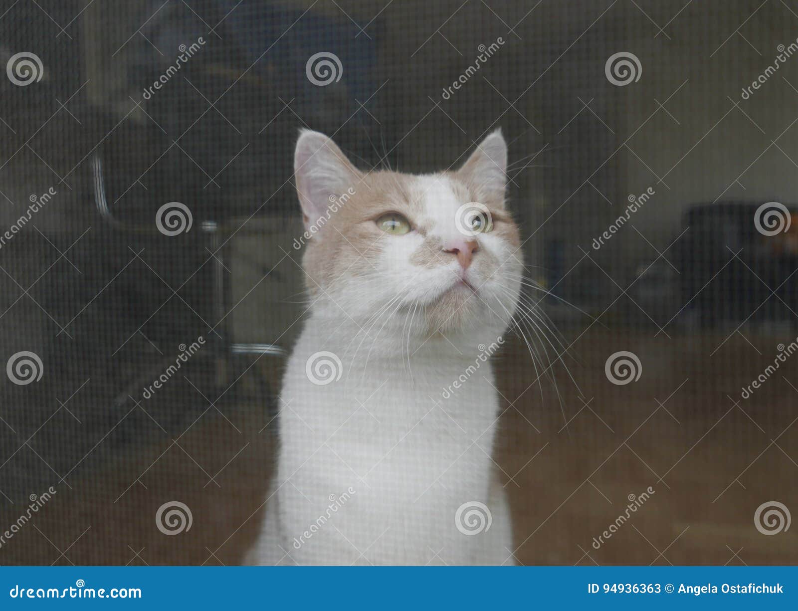 Sad Cat stock image. Image of feline, outside, friend - 94936363