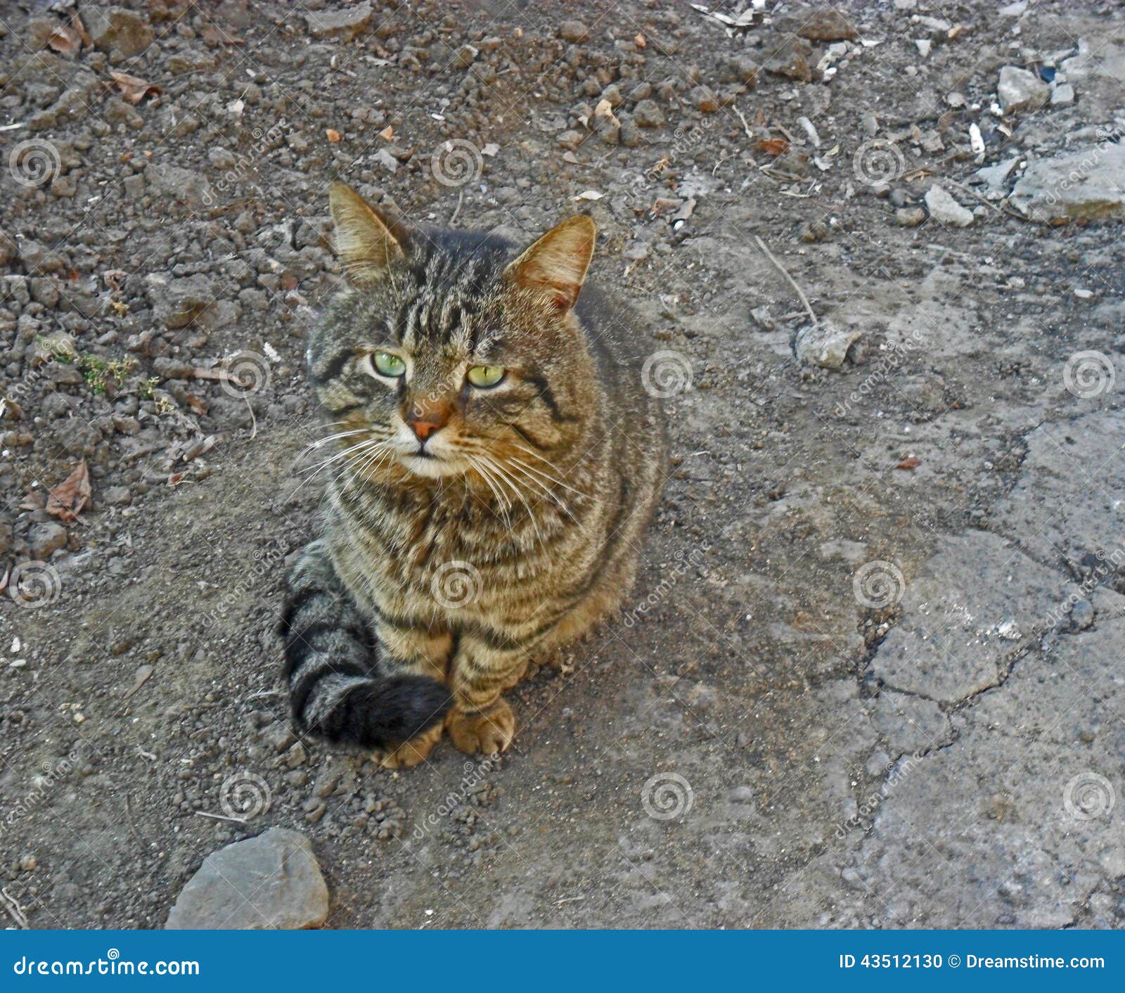 Sad cat stock photo. Image of kitten, together, small - 43512130