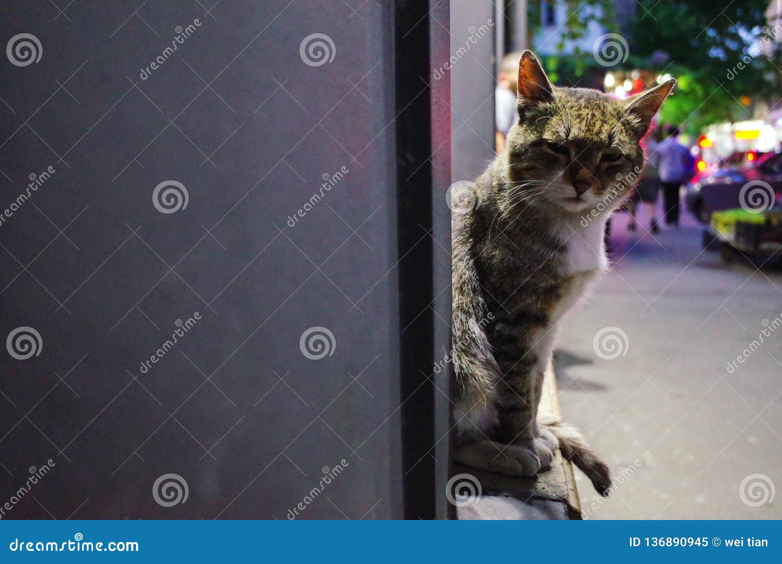 A sad cat stock image. Image of sitting, road, night - 136890945