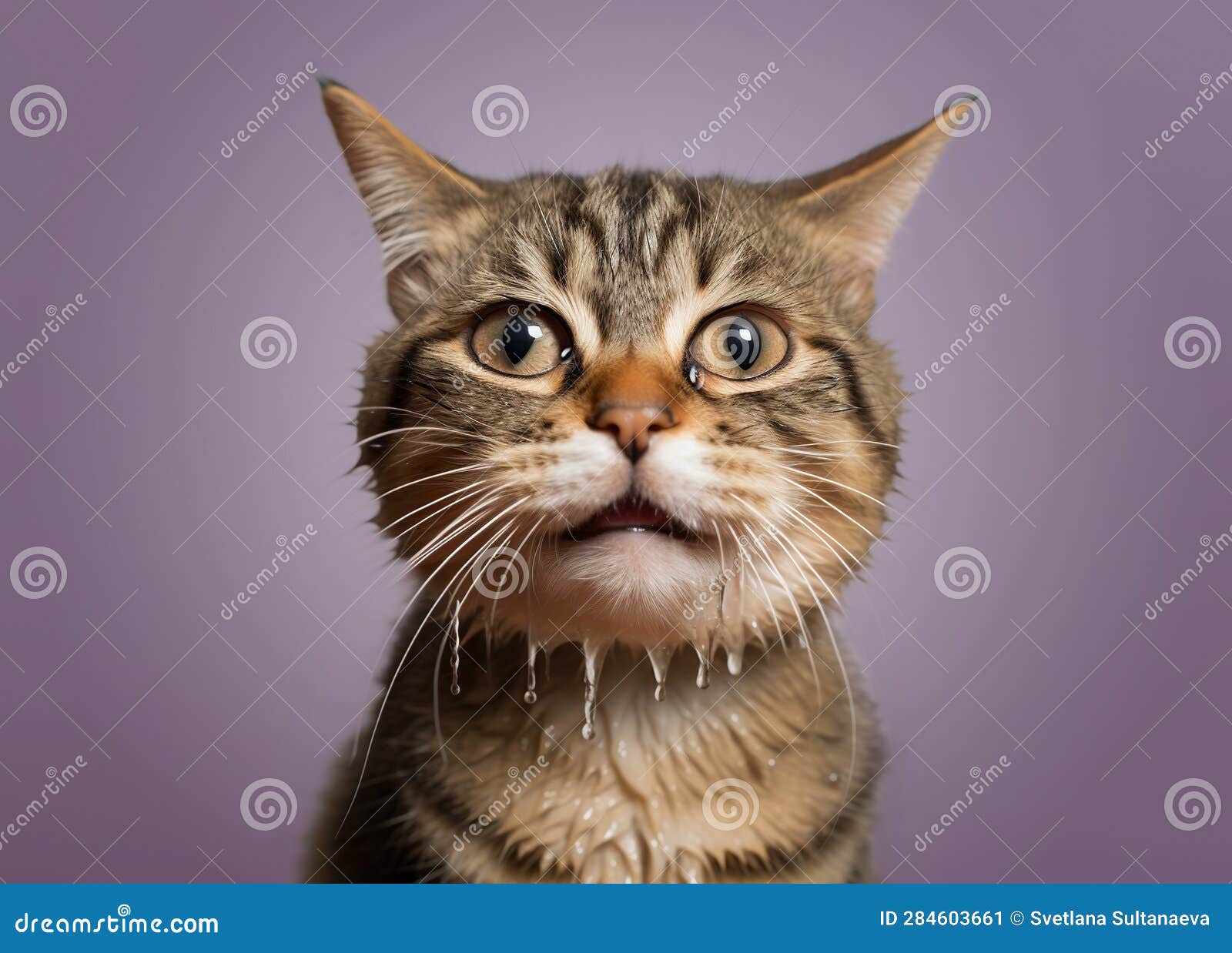 Sad Cat with Tears in His Eyes Stock Illustration - Illustration of ...