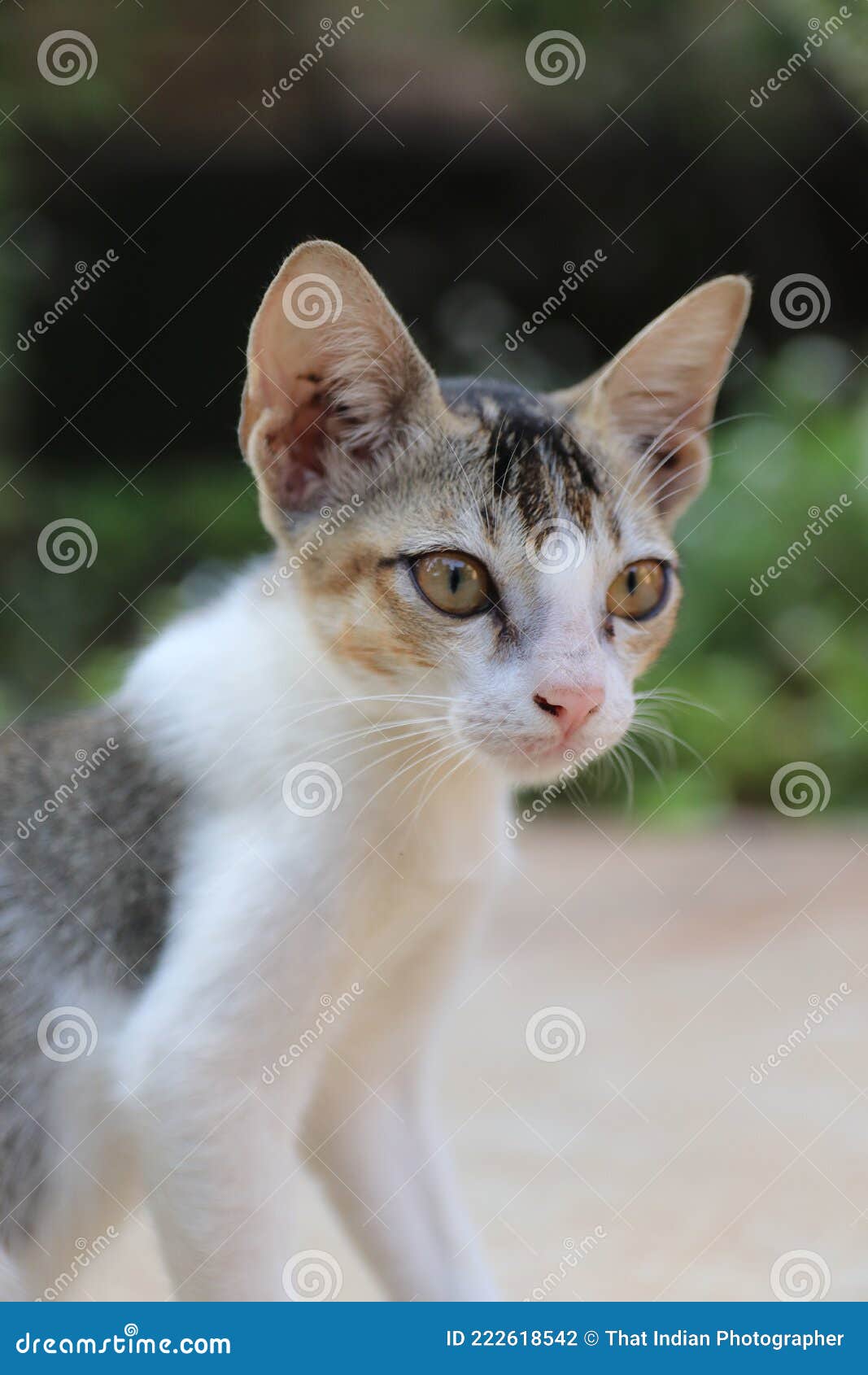 A Cat Thinking Deep and Pondering Stock Photo - Image of carnivore ...