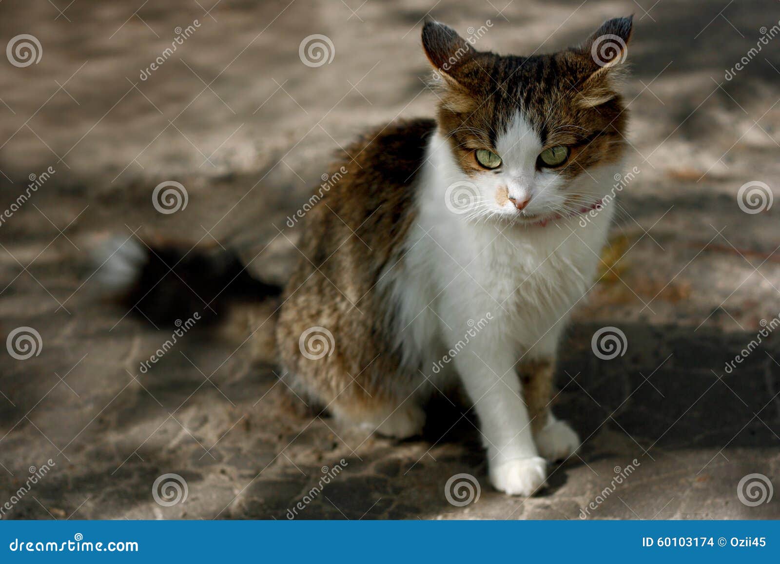 Sad cat stock photo. Image of kitten, weird, hungry, young - 60103174