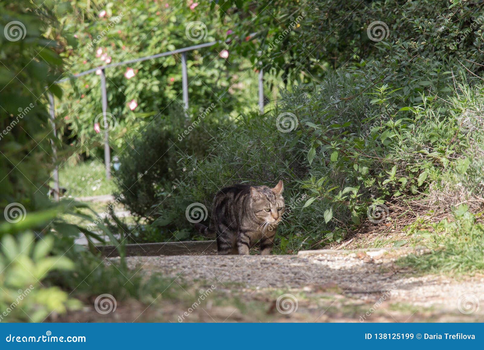 A Sad Cat is Walking in Garden Stock Image - Image of living, mammal ...