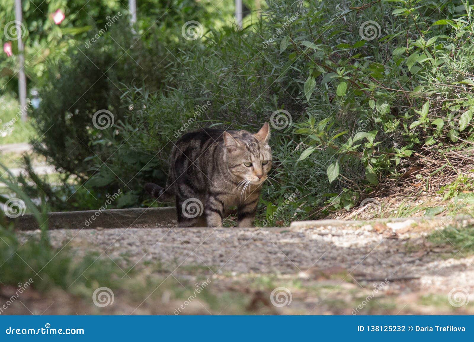 A Sad Cat is Walking in Garden Stock Photo - Image of green, grass ...