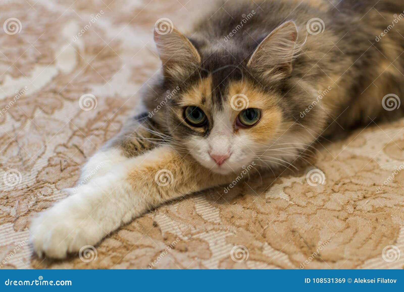 Sad cat looks stock image. Image of domestic, pedigreed - 108531369