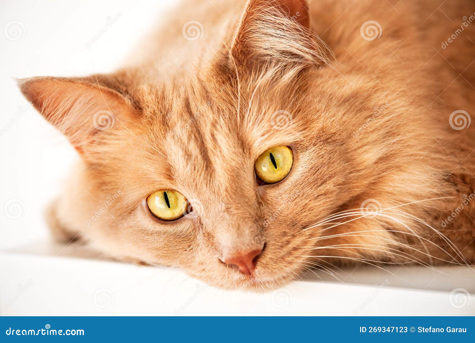 Orange Cat with Yellow Big Eyes, Look Very Sweet. Stock Image - Image ...
