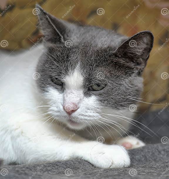 Sad cat stock photo. Image of beautiful, head, domestic - 54353528