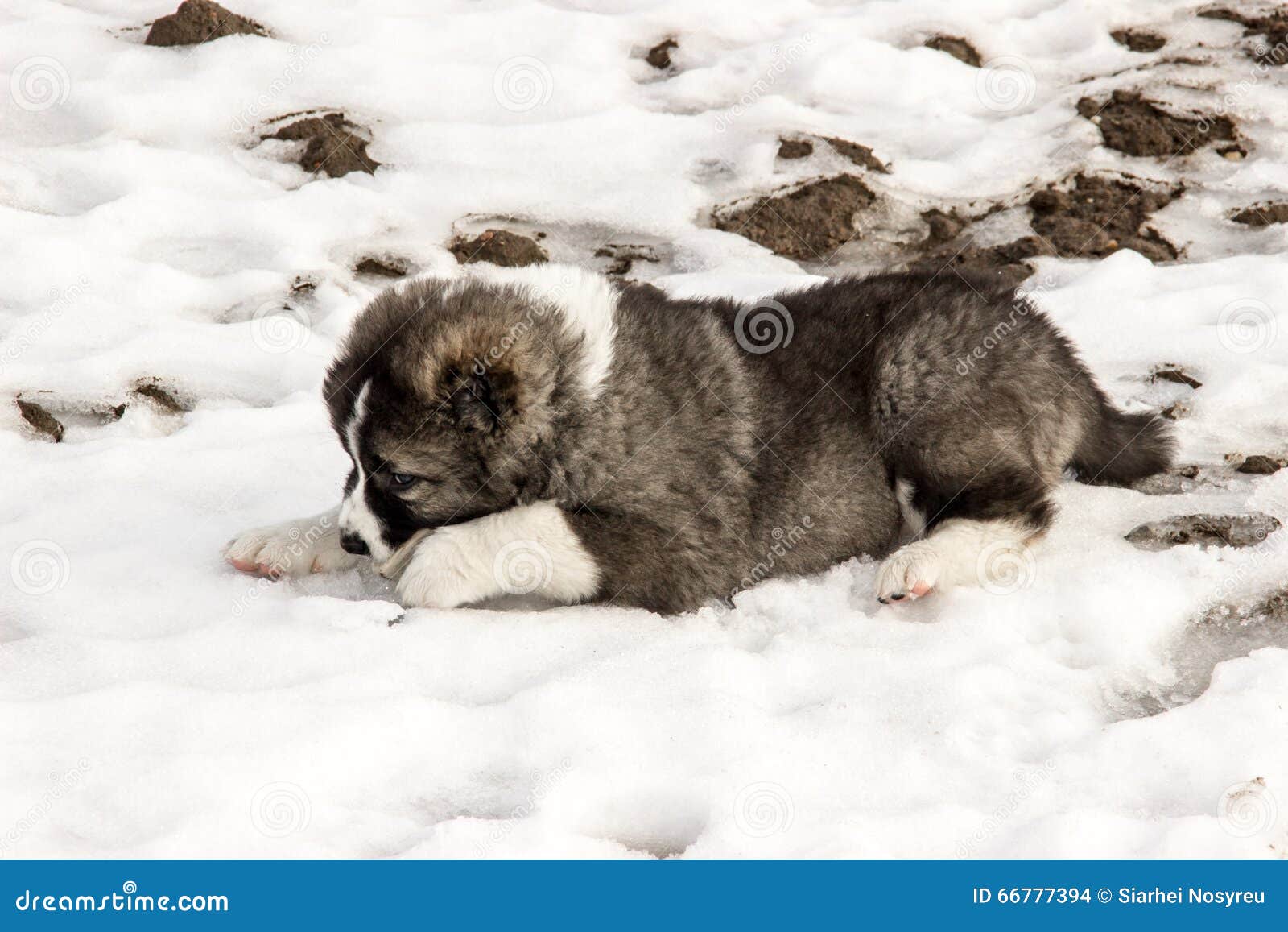 Sad Caucasian shepherd dog stock photo. Image of play - 66777394