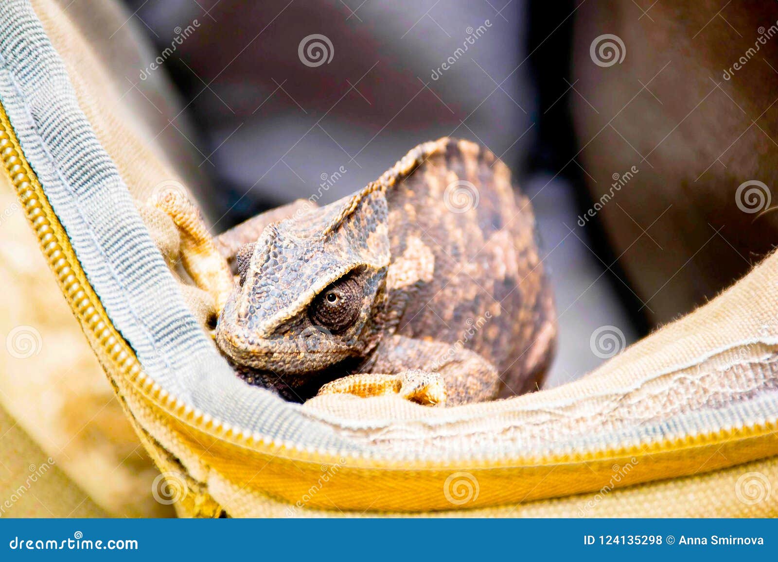 Sad Chameleon Sits on a Branch Stock Photo - Image of closeup ...