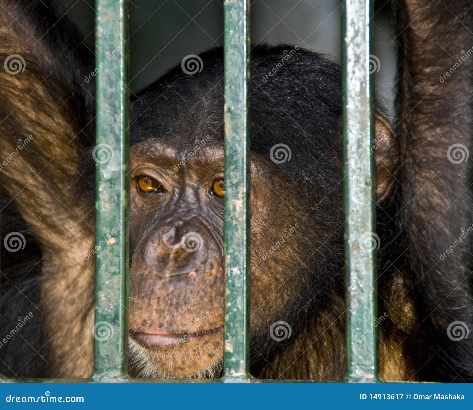 Sad Chimp stock image. Image of nature, look, chimpanzee - 14913617
