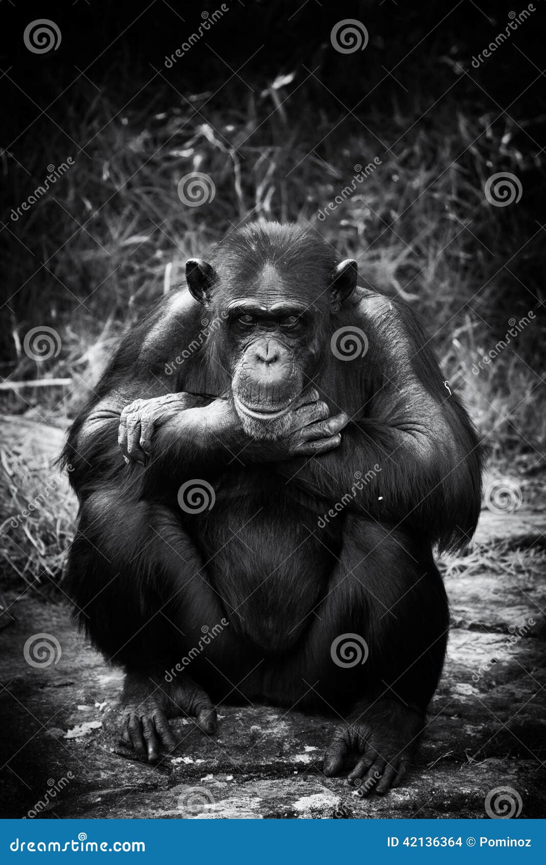 Sad chimp stock photo. Image of concept, carnivore, chimpanzee - 42136364