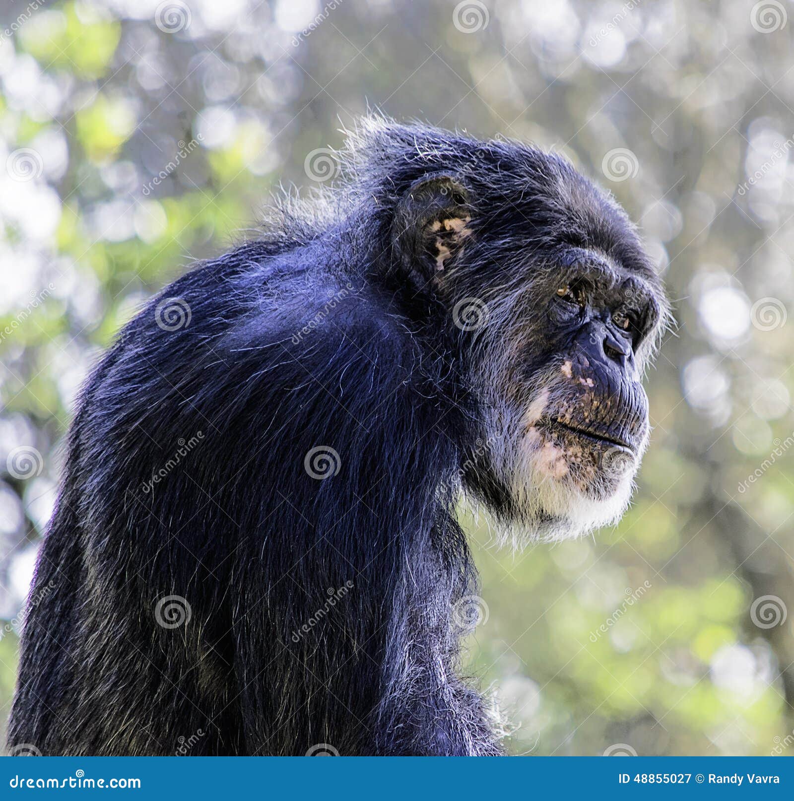 Sad Chimp stock image. Image of endangered, chimpanzee - 48855027