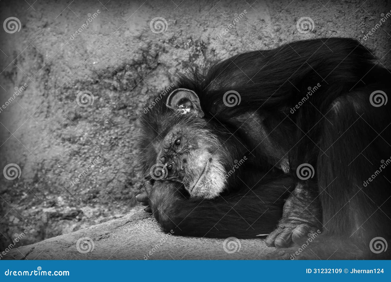 Sad chimp resting stock image. Image of expressive, lying - 31232109