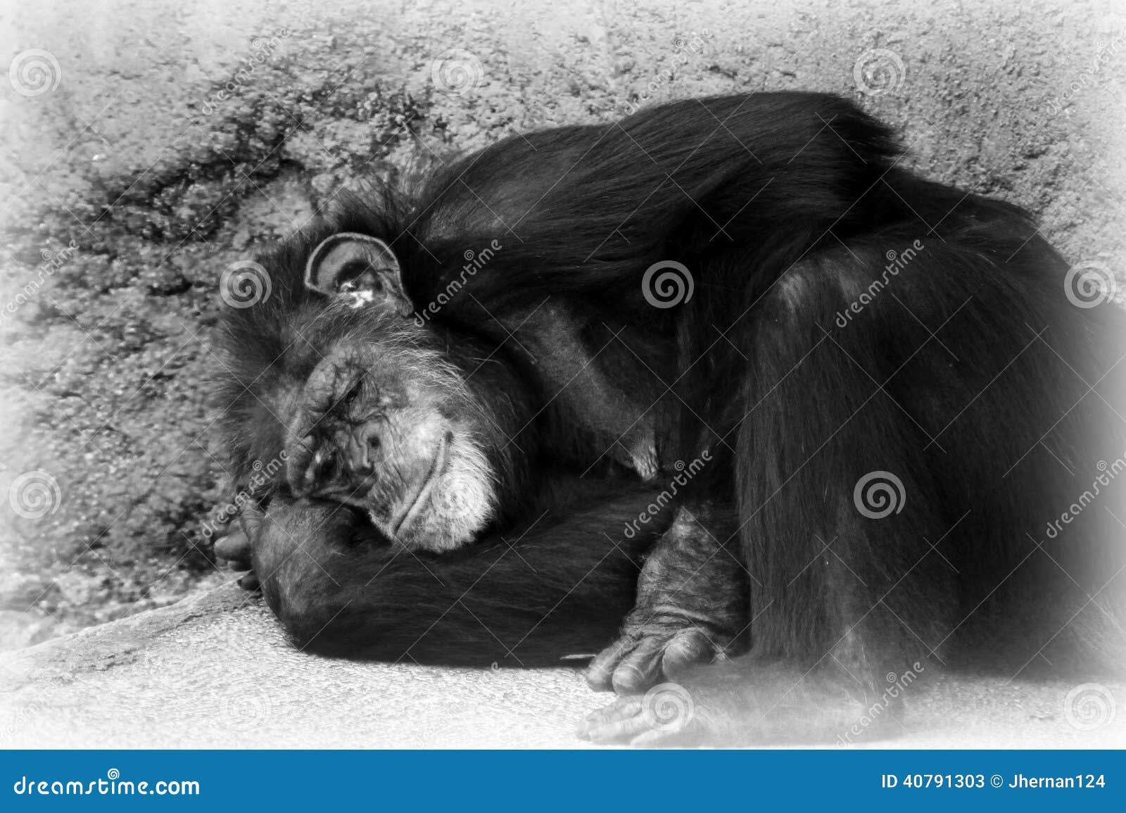 Sad chimp resting stock image. Image of emotions, chimp - 40791303