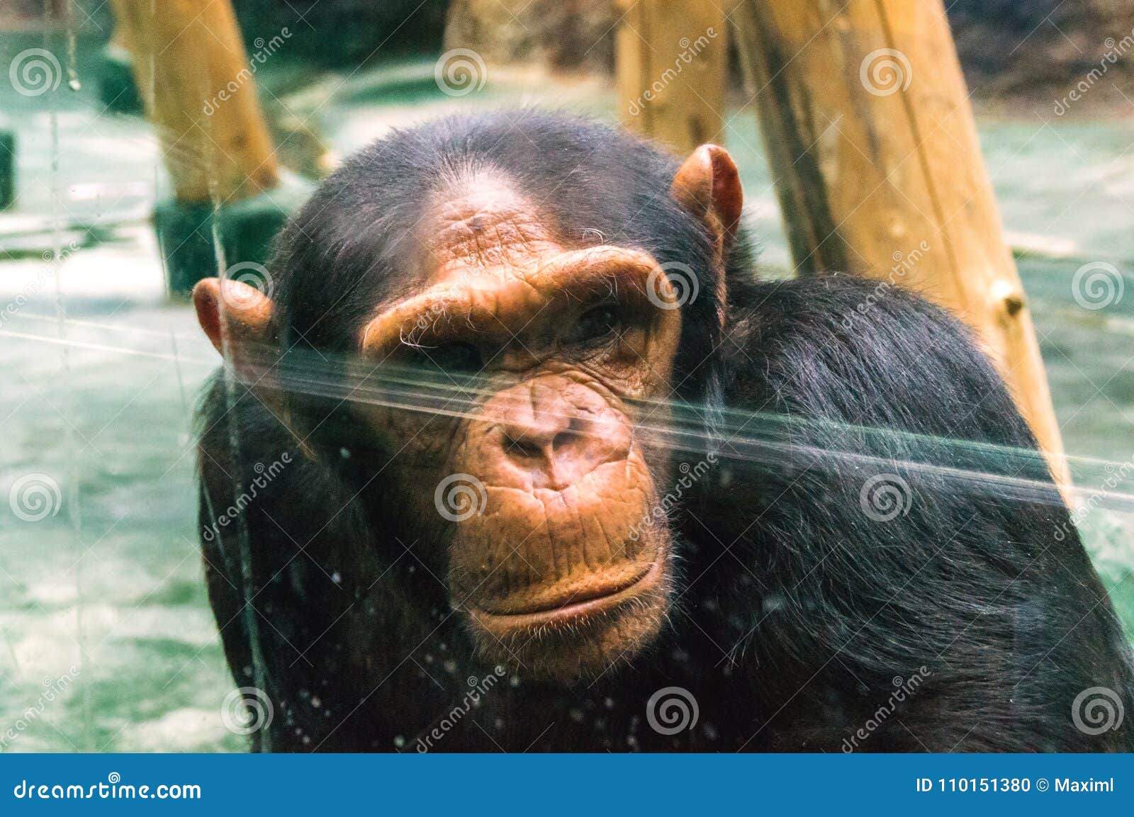 Sad chimp stock photo. Image of chimps, chimpanzee, hold - 110151380
