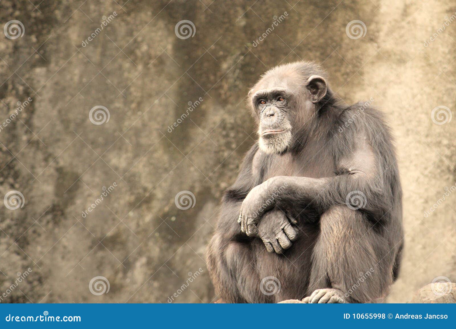 Sad Chimpanzee stock photo. Image of simia, chimpanzee - 10655998