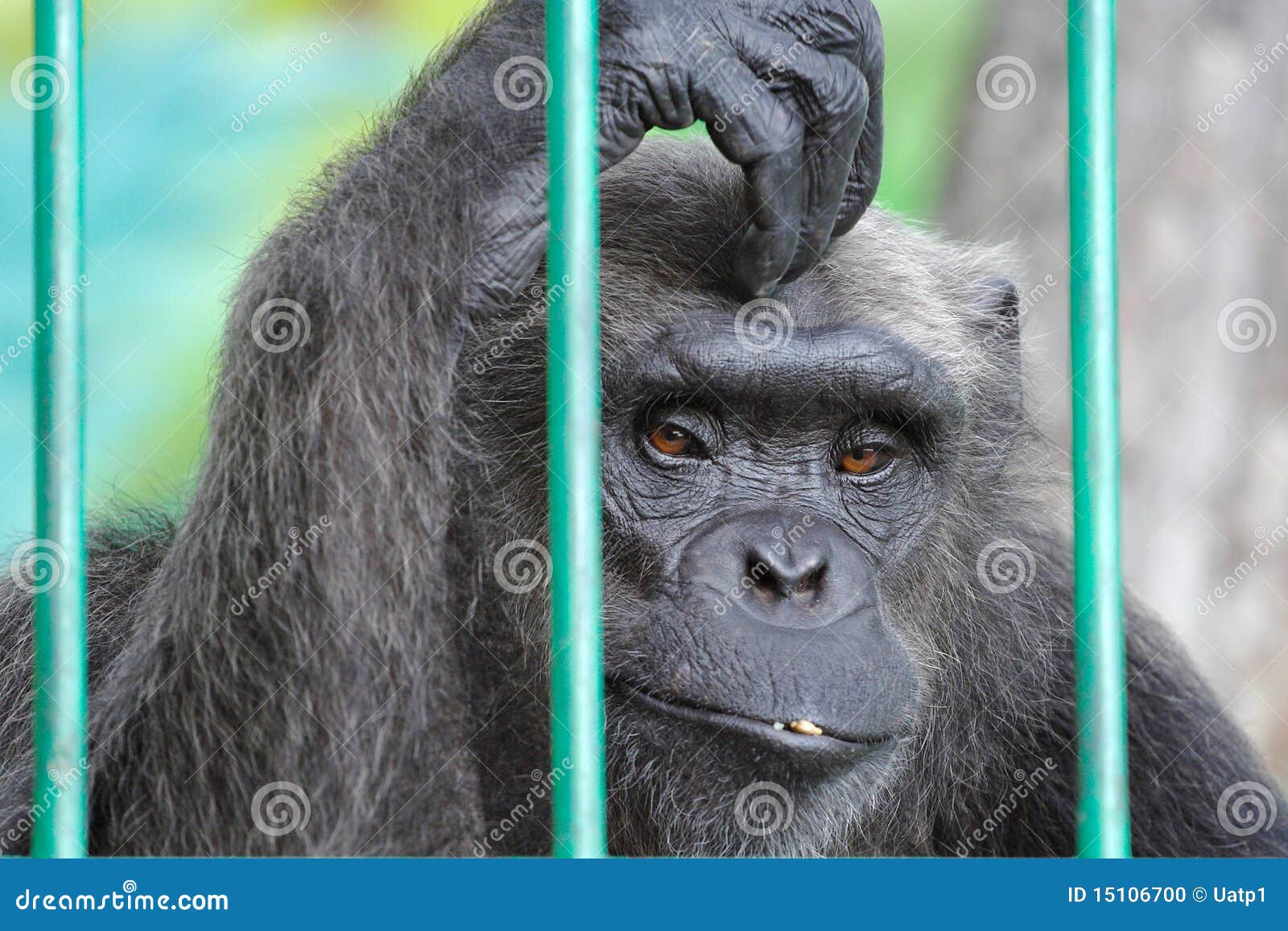 Sad chimpanzee stock photo. Image of animal, background - 15106700