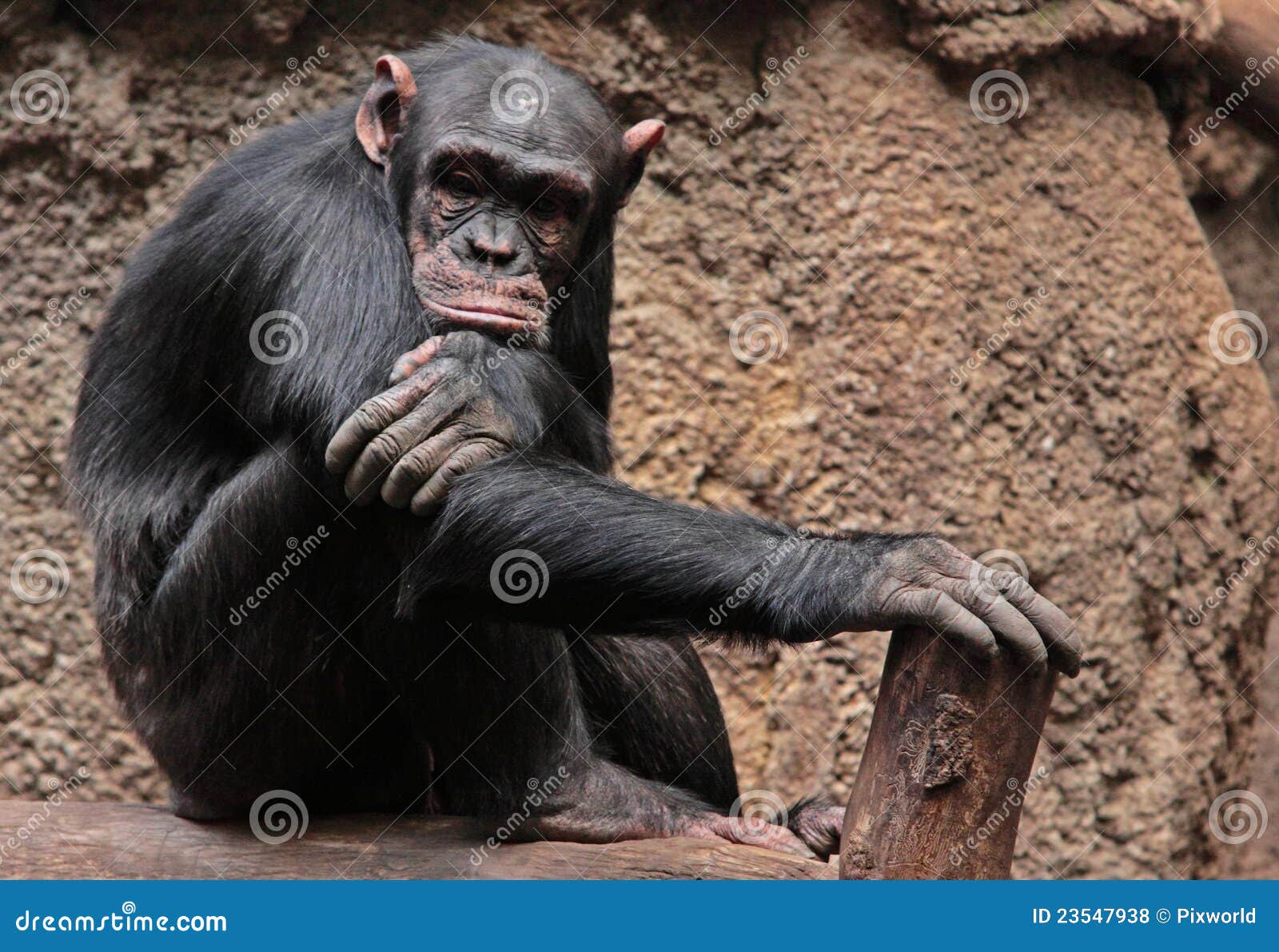 Sad chimpanzee stock photo. Image of monkey, lonely, cute - 23547938