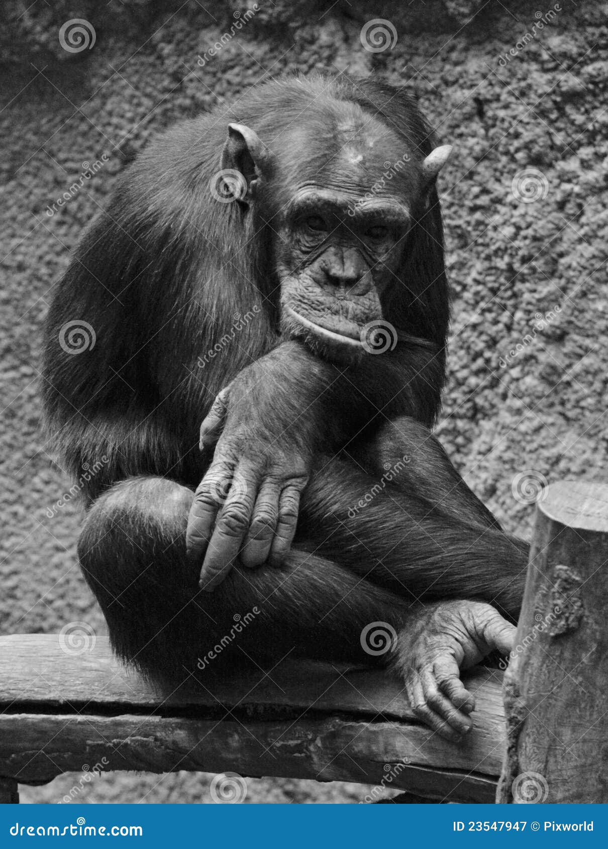Sad chimpanzee stock image. Image of lonely, chimpanzee - 23547947