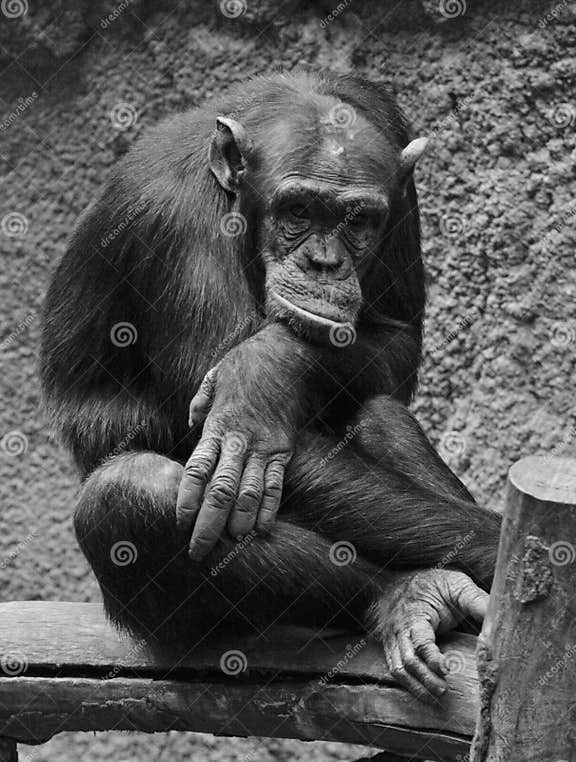 Sad chimpanzee stock image. Image of lonely, chimpanzee - 23547947