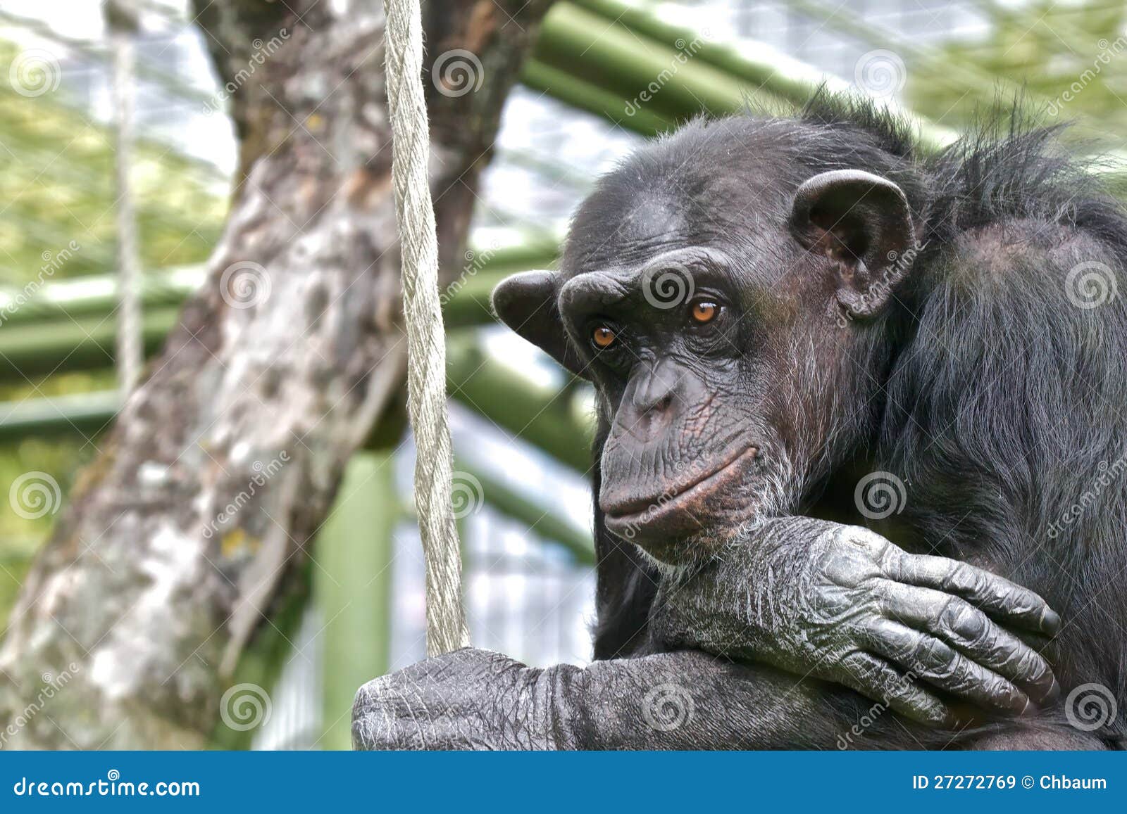 Sad chimpanzee stock image. Image of hominoidea, sunny - 27272769