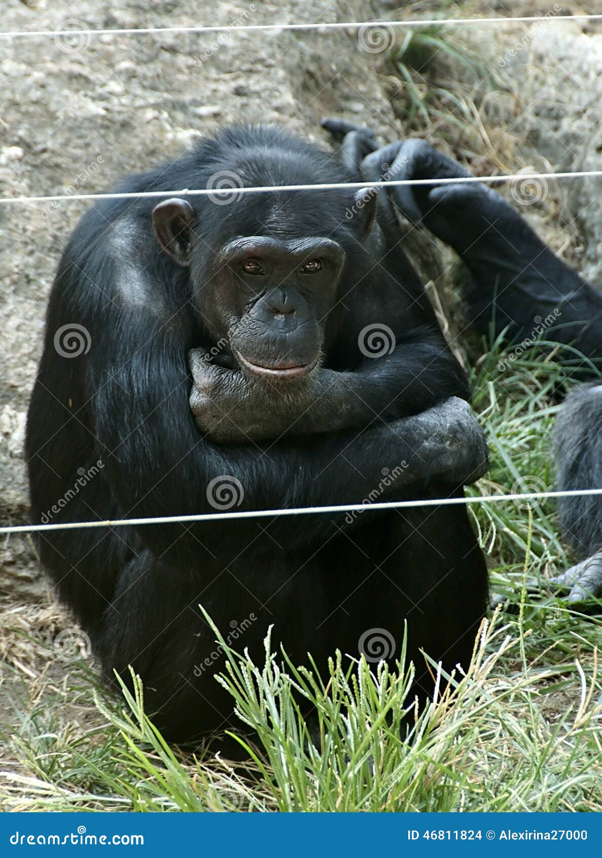 Sad chimpanzee stock photo. Image of bonobo, nature, wild - 46811824