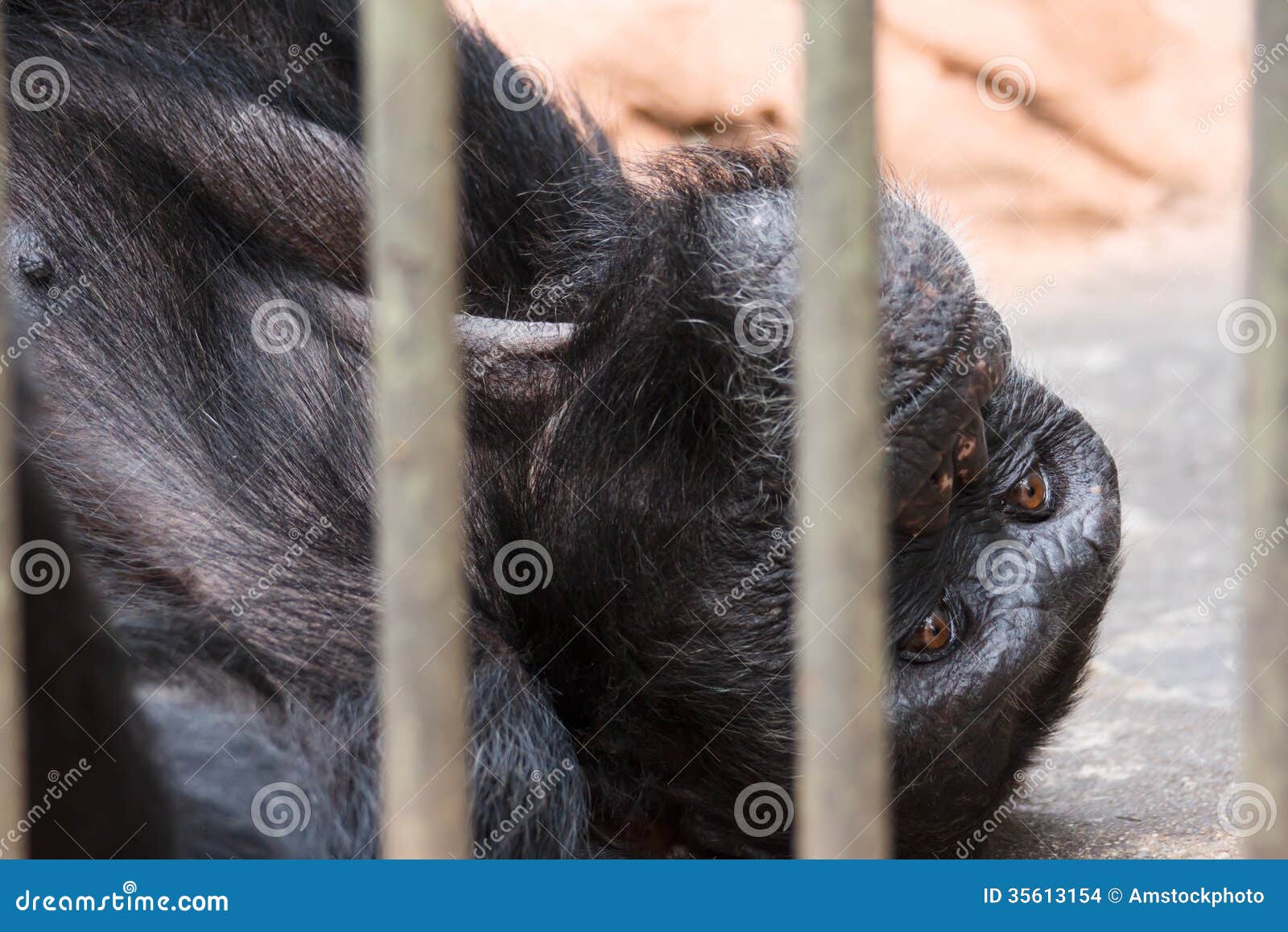 Sad Chimpanzee In Cage Stock Images - Image: 35613154