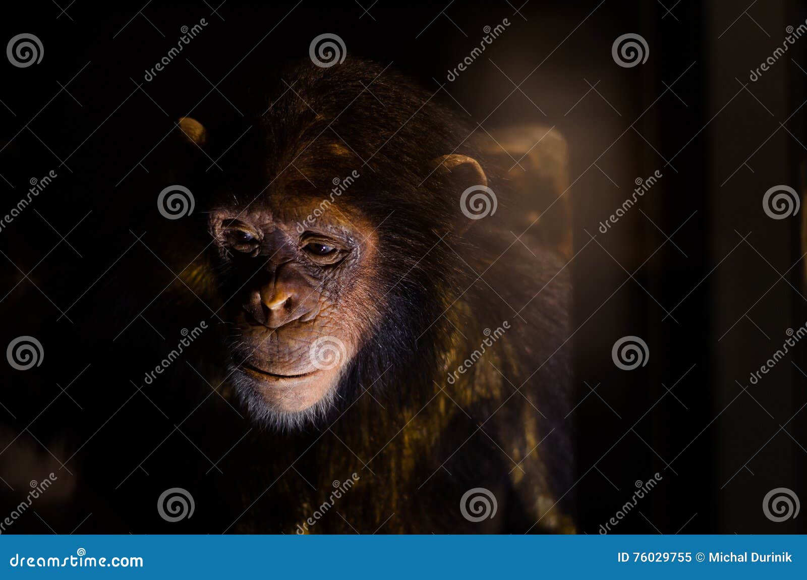 Sad chimpanzee stock image. Image of sadness, troglodytes - 76029755