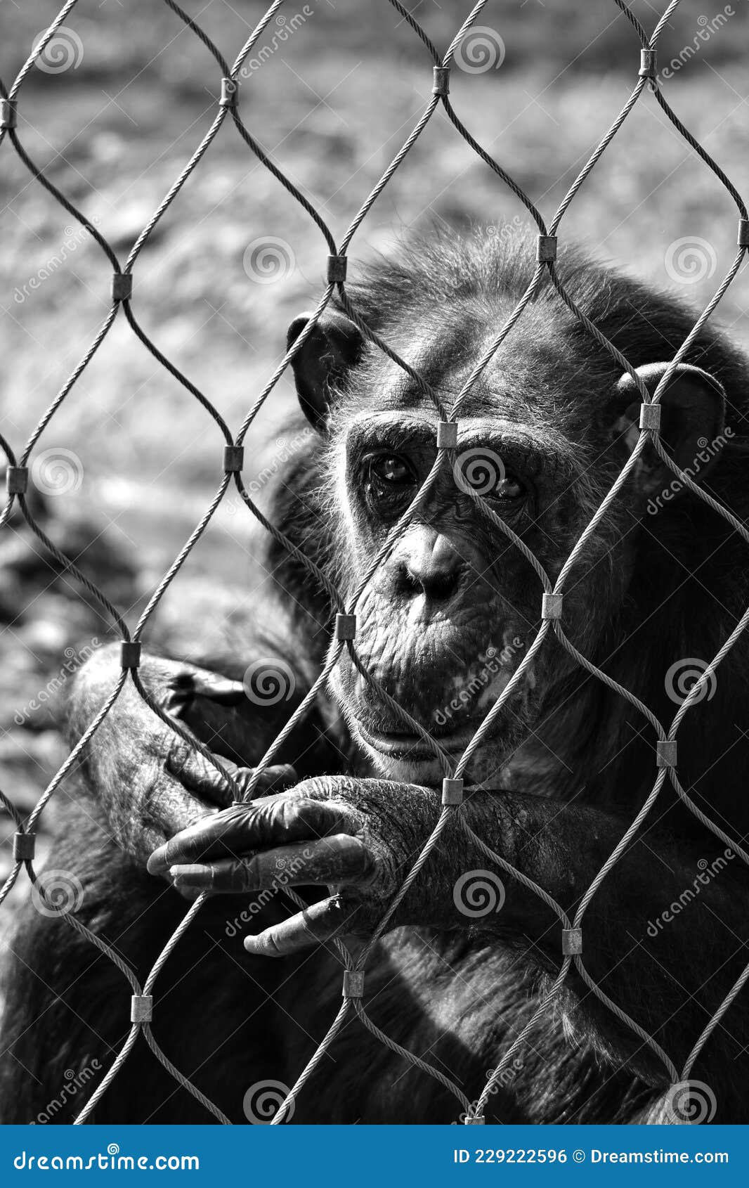 A Sad Chimpanzee Looking from Behind Bars in the Zoo Stock Photo ...
