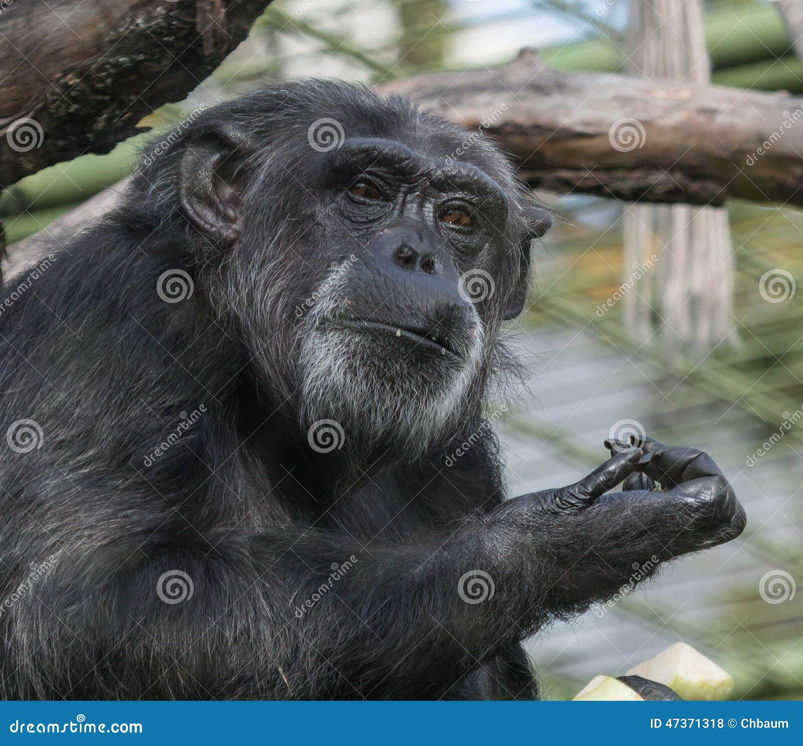 Sad Chimpanzee Portrait Stock Photo - Image: 47371318